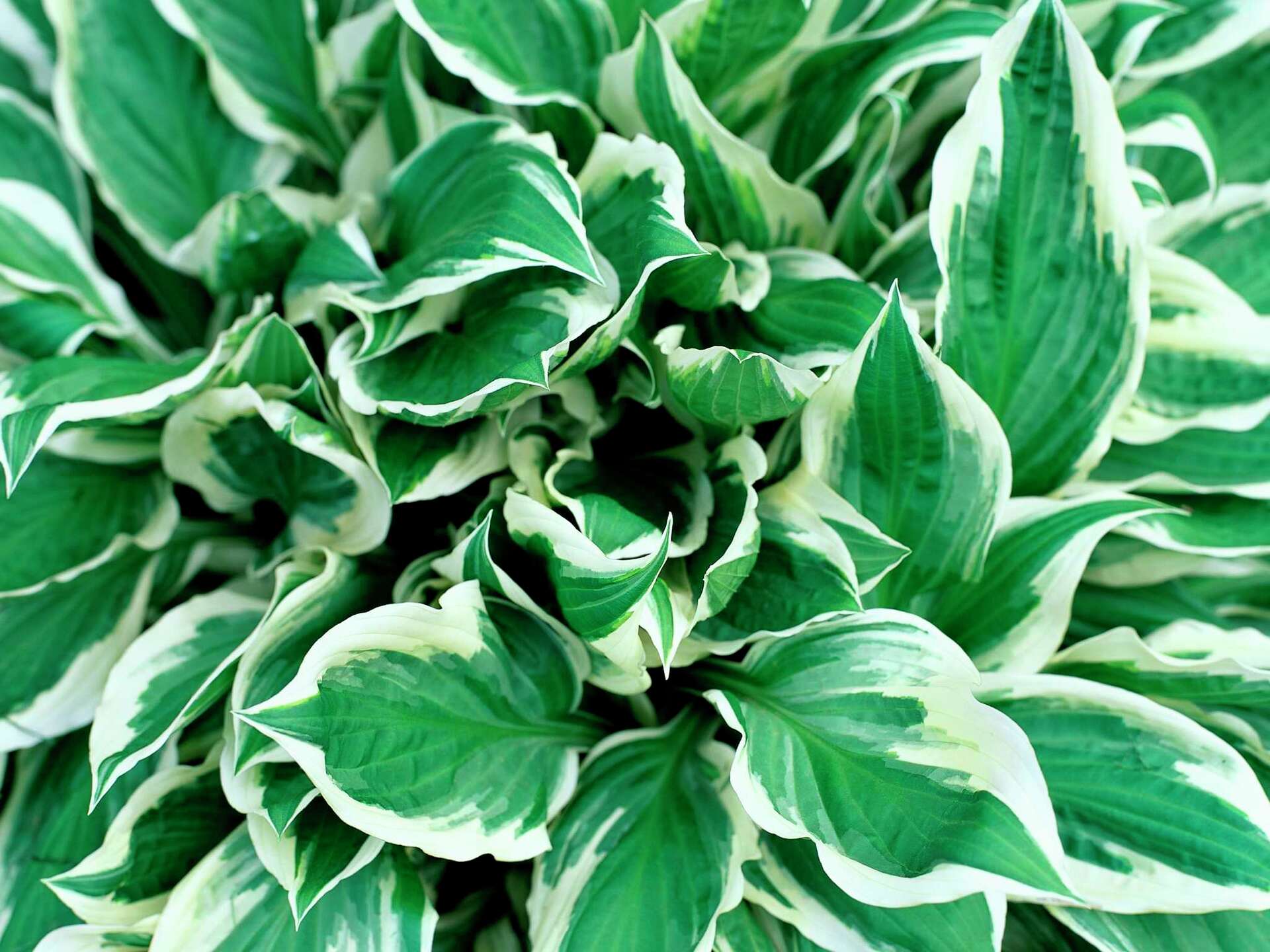 How to Landscape Under an Overhang