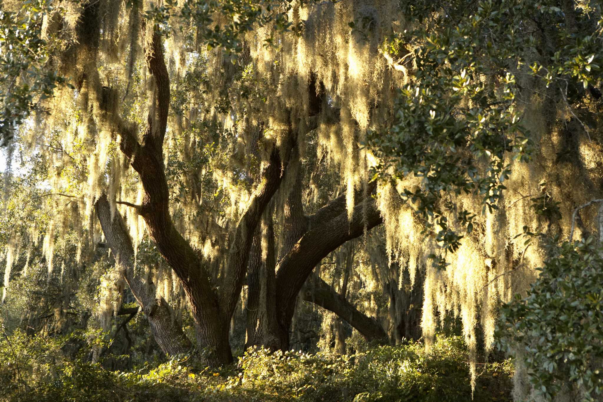 How Can We Save a Willow Tree From Beetles?