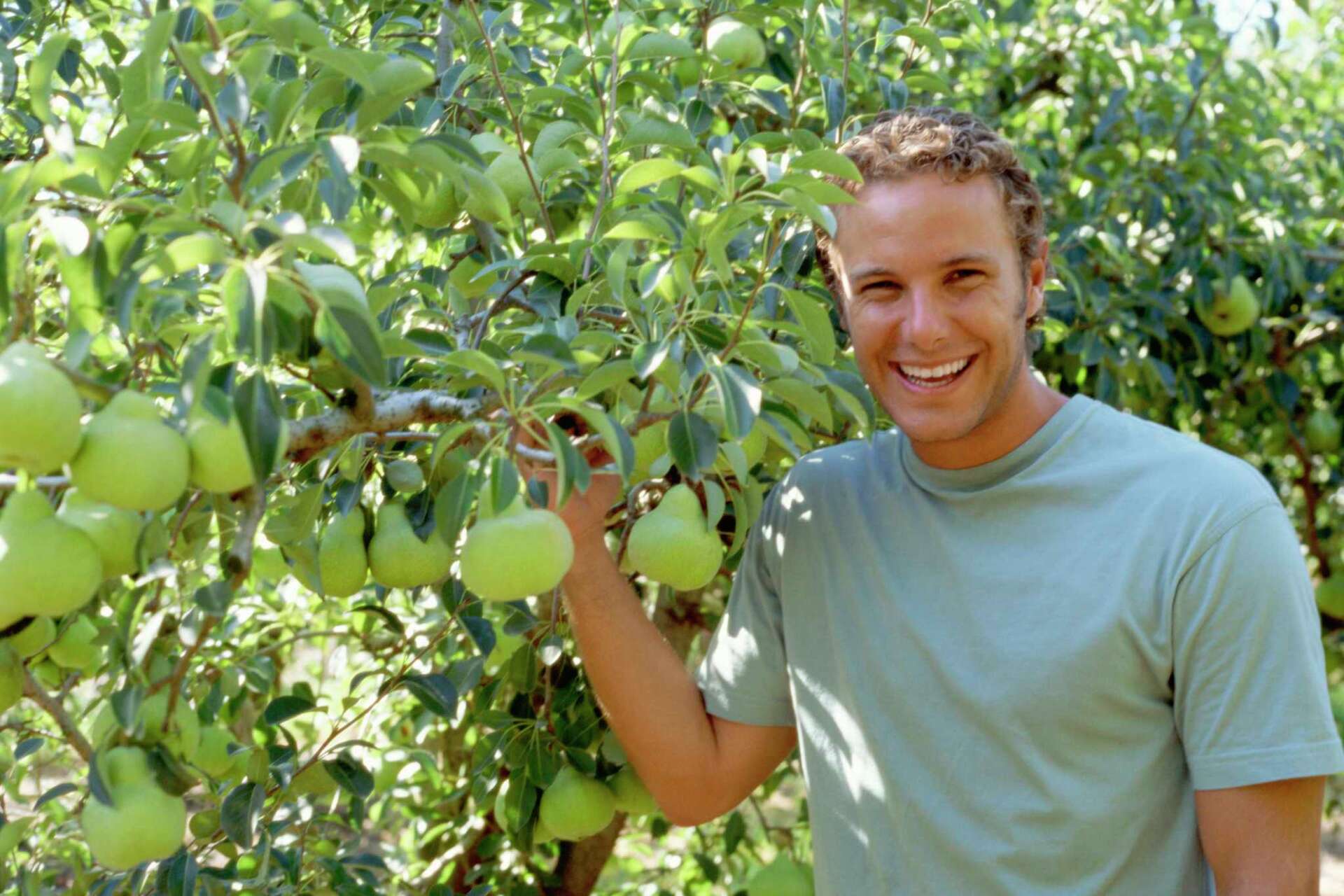 How to Air Layer Pear Trees