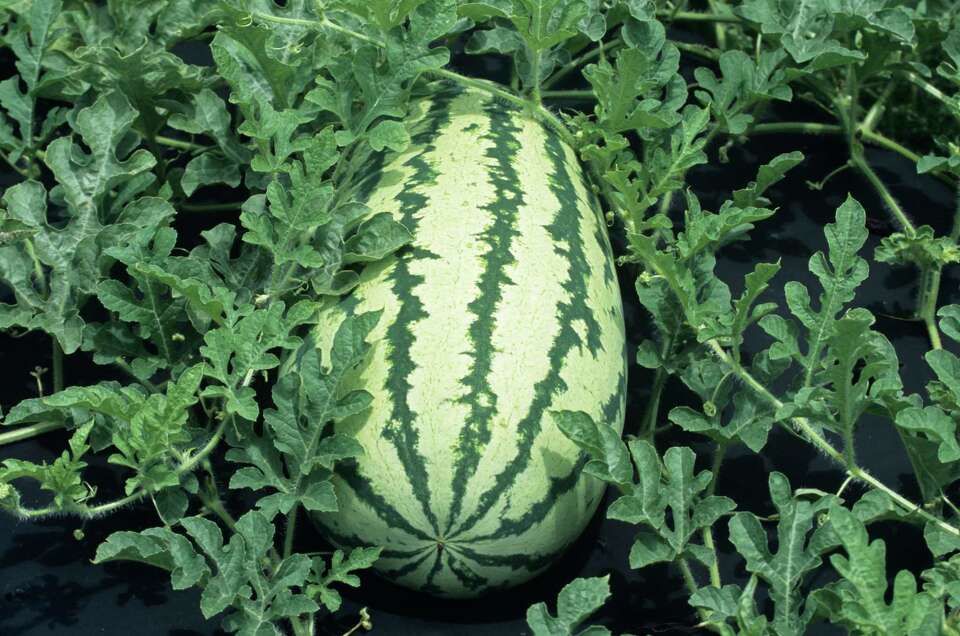 How to Tell the Difference Between Watermelon & Cucumber Plants