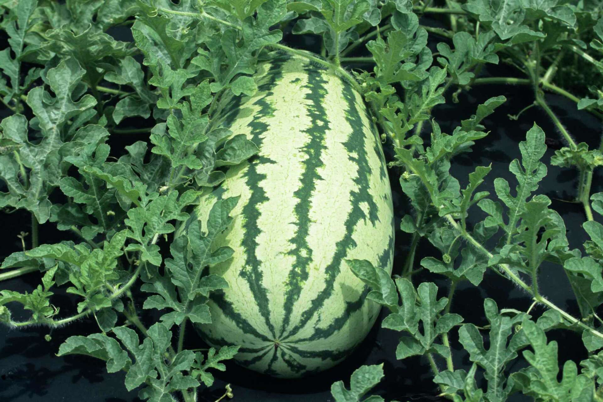 How to Prevent Stem Borers on Melons and Cucumbers