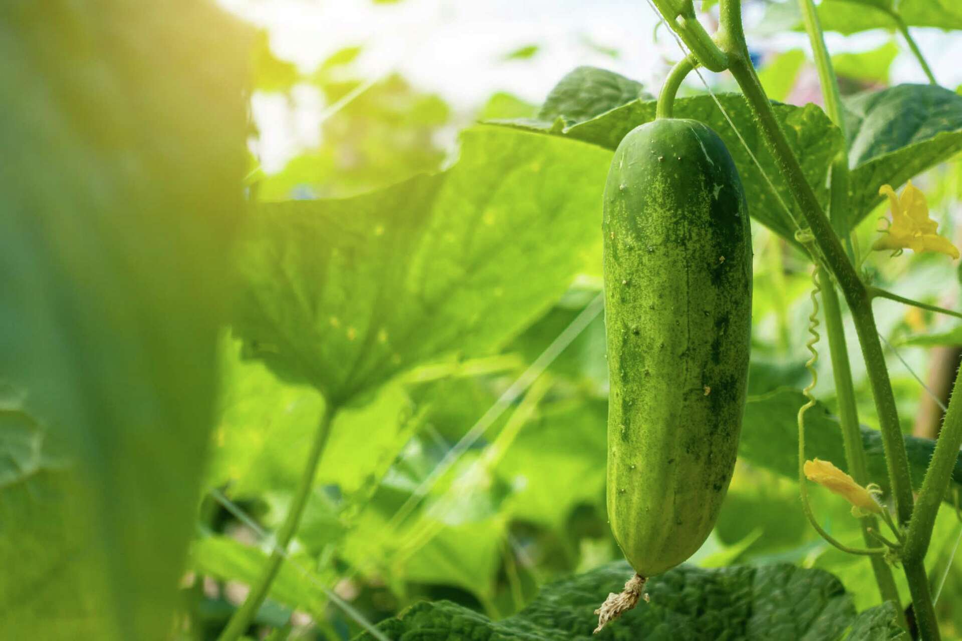 How to Tell If a Cucumber Has Gone Bad