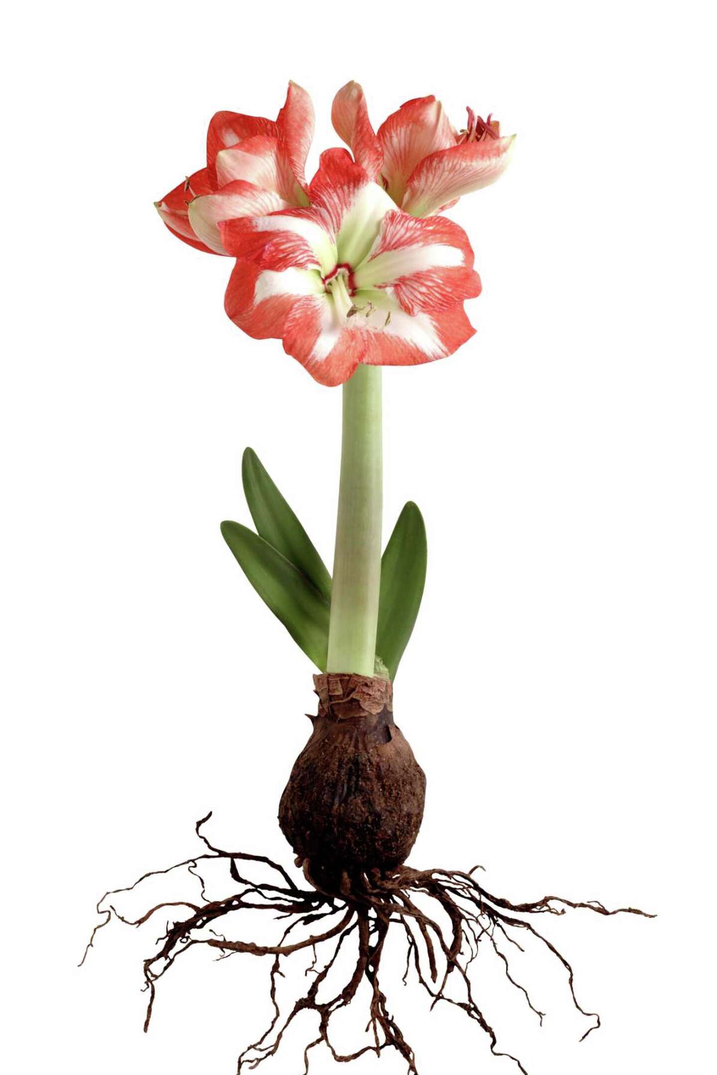 Pests on Amaryllis