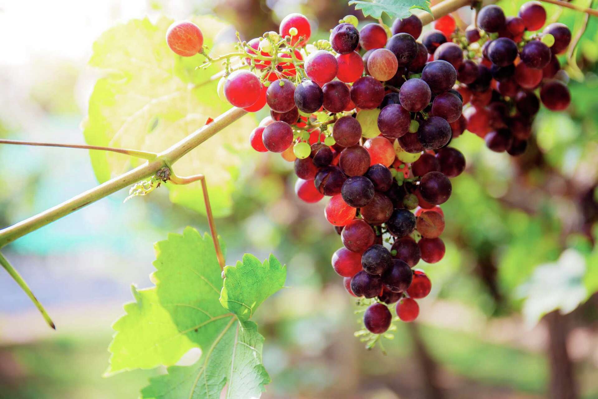 How to Cure Black Rot in Grapes
