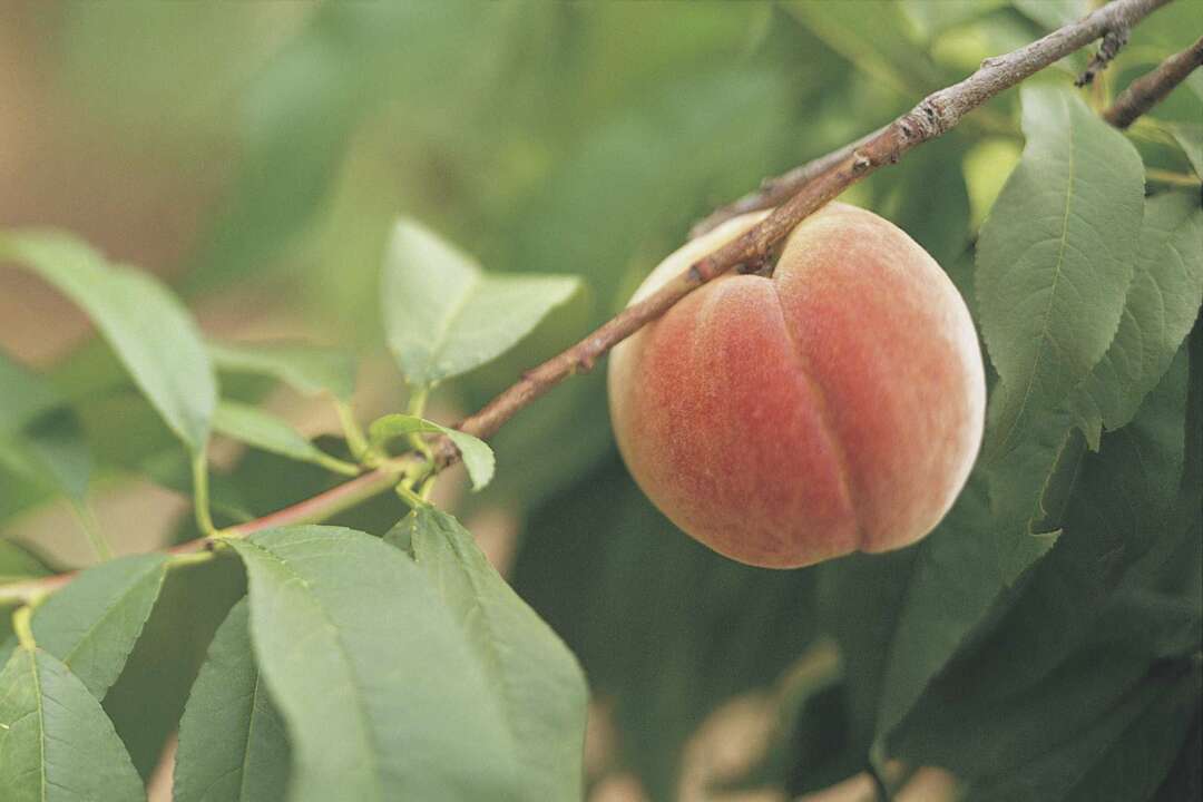 What Causes Mold on a Peach Tree?