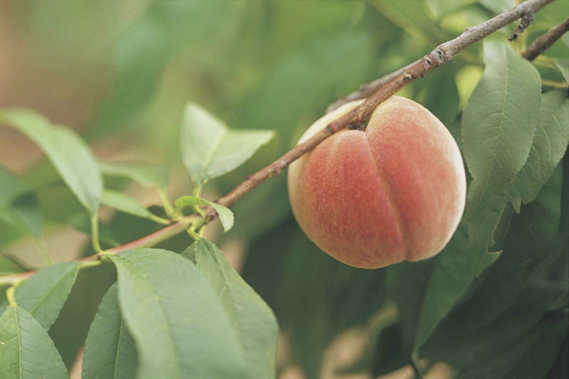 What Causes Mold on a Peach Tree?