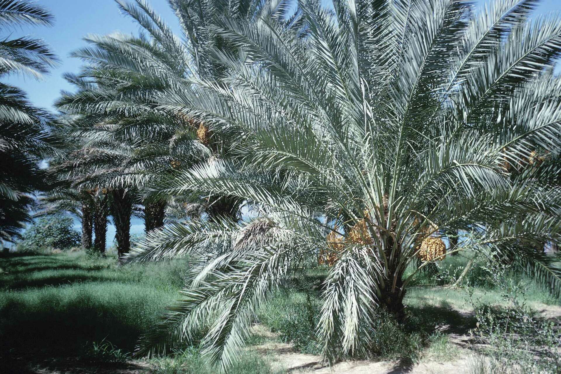 How to Cure Leaf Spots on a Robellini