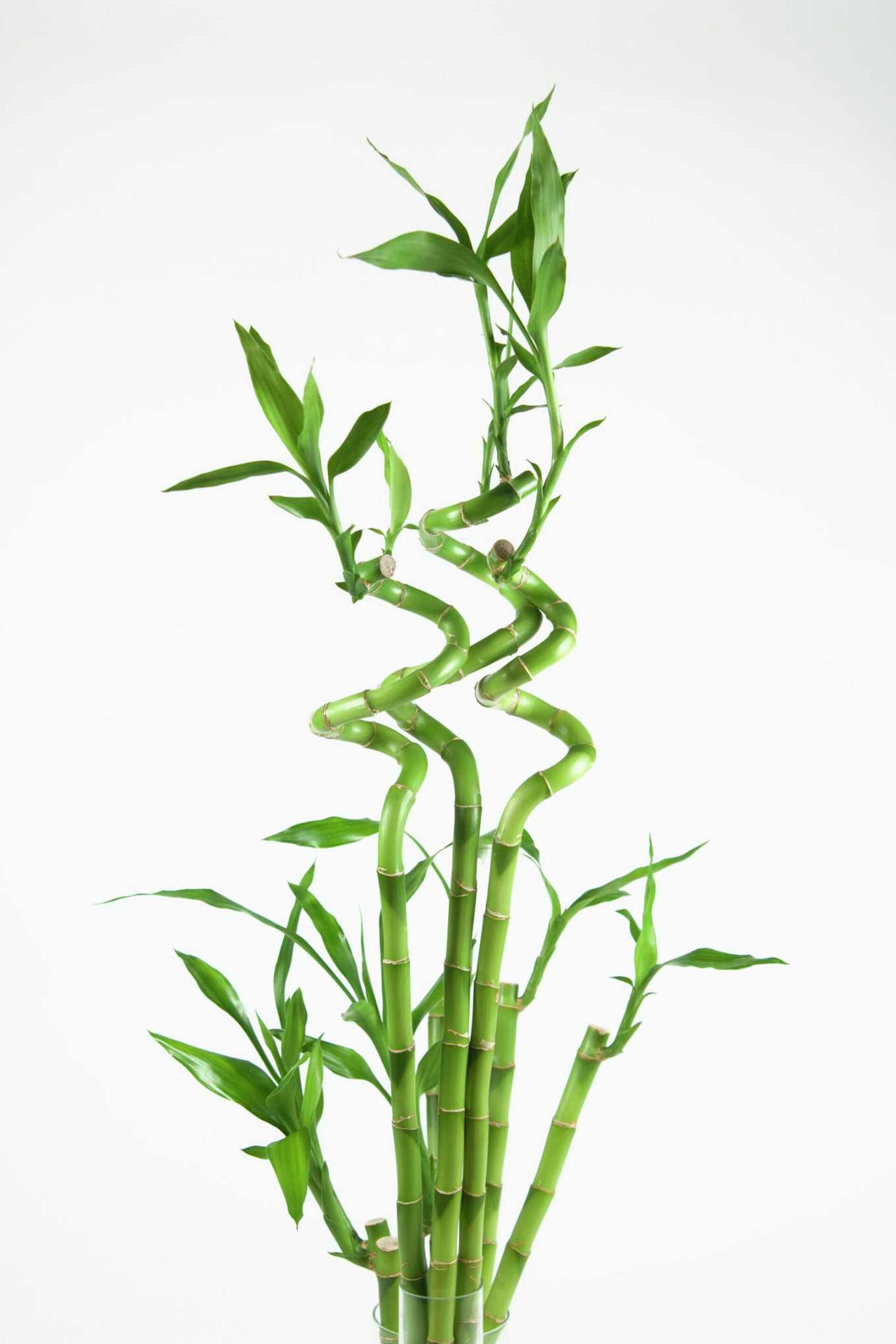 What Does a Japanese Good Luck Plant Look Like?