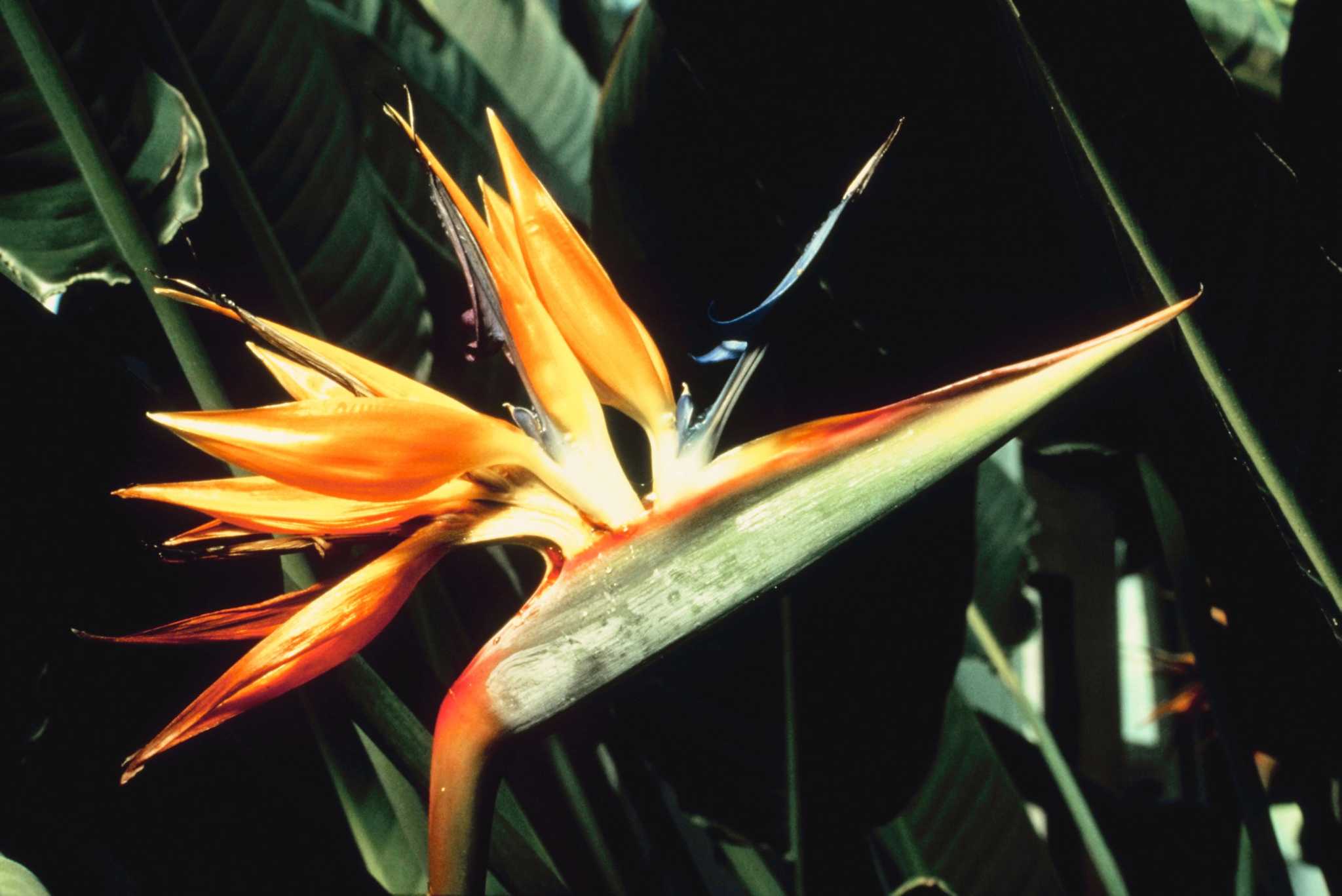 How to Cut Back a Bird of Paradise