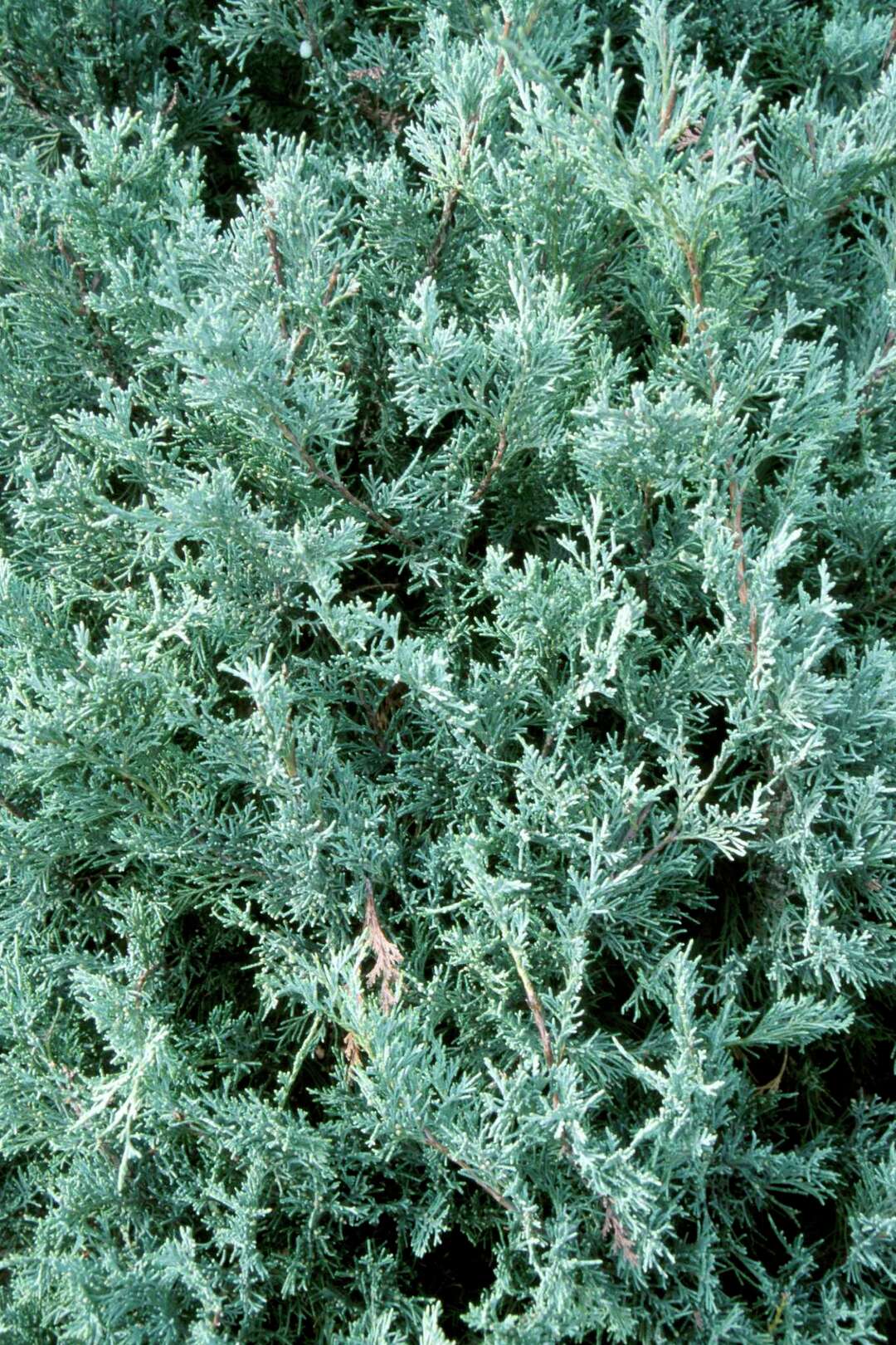 Weed Control in Junipers