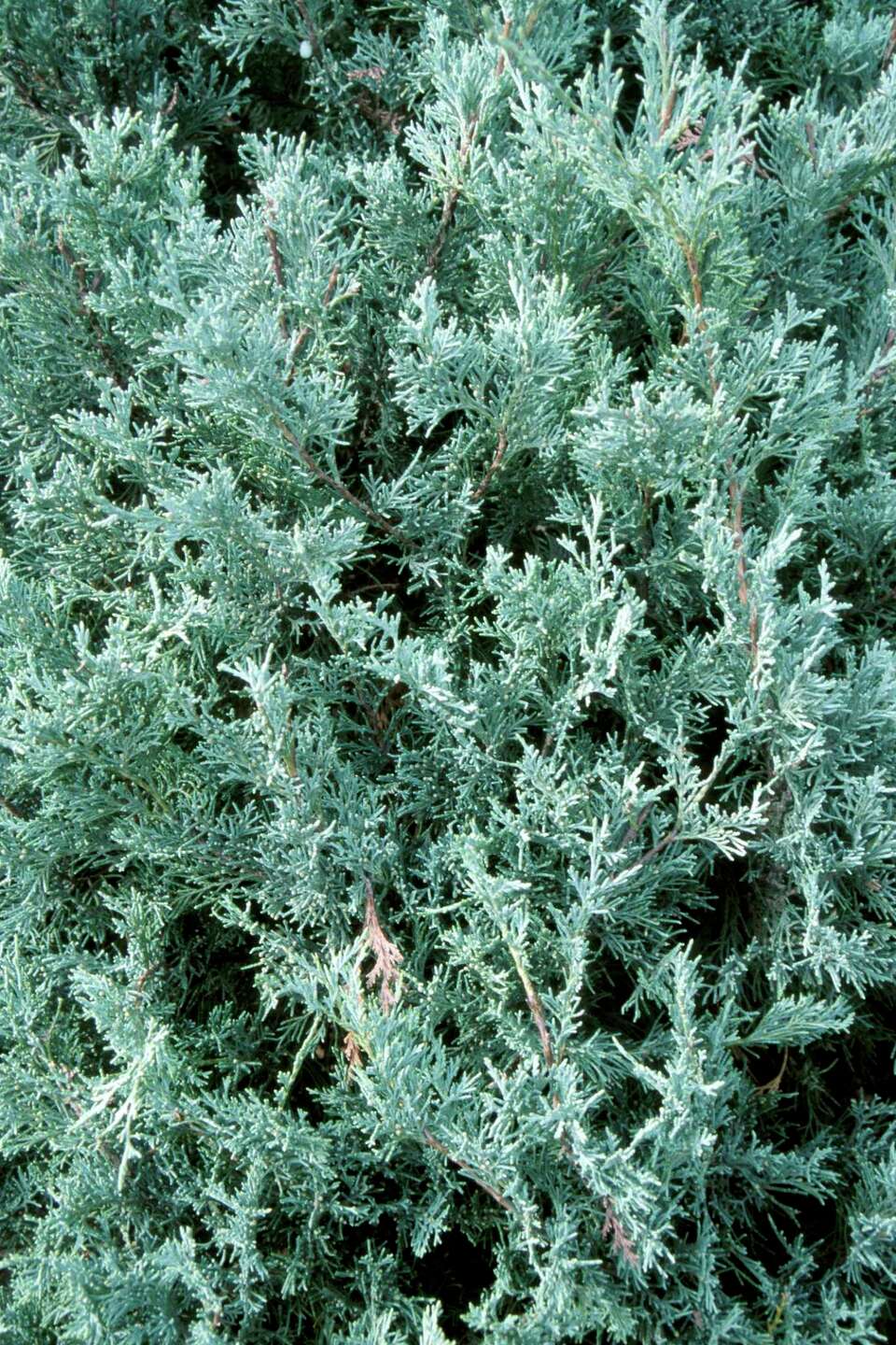 Weed Control in Junipers