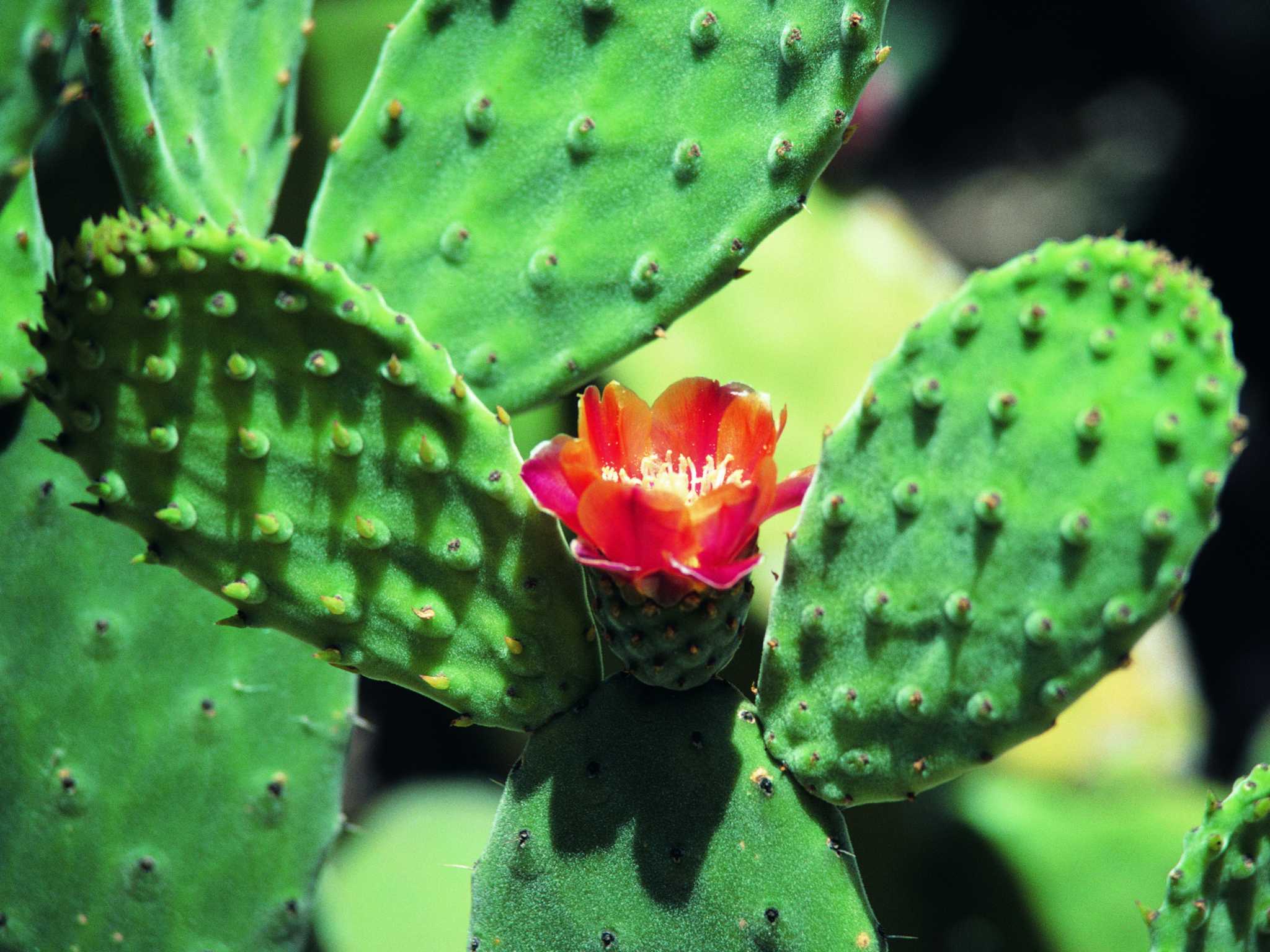 How to Grow Cactus Pears in Containers