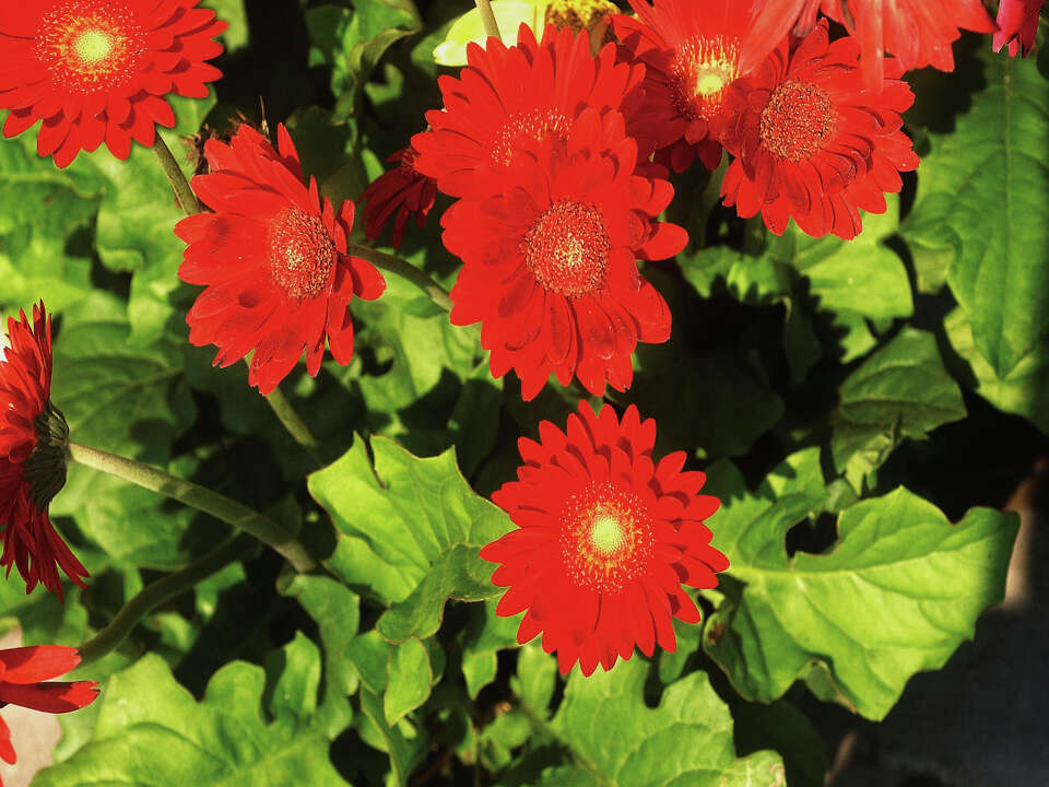 How to Cut Back Gerbera Daisy Leaves