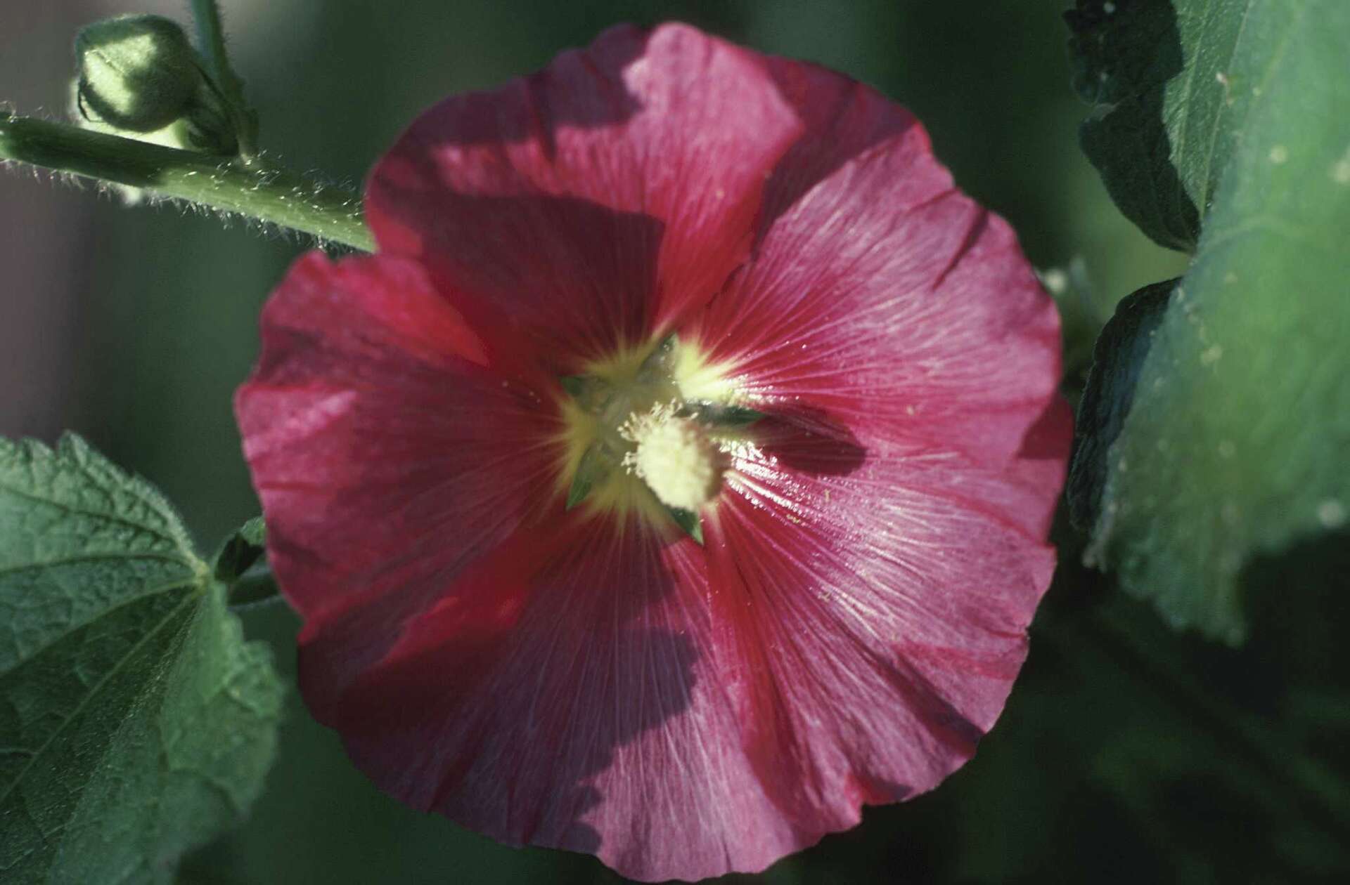 How to Cut Back Hibiscus to the Ground in the Spring