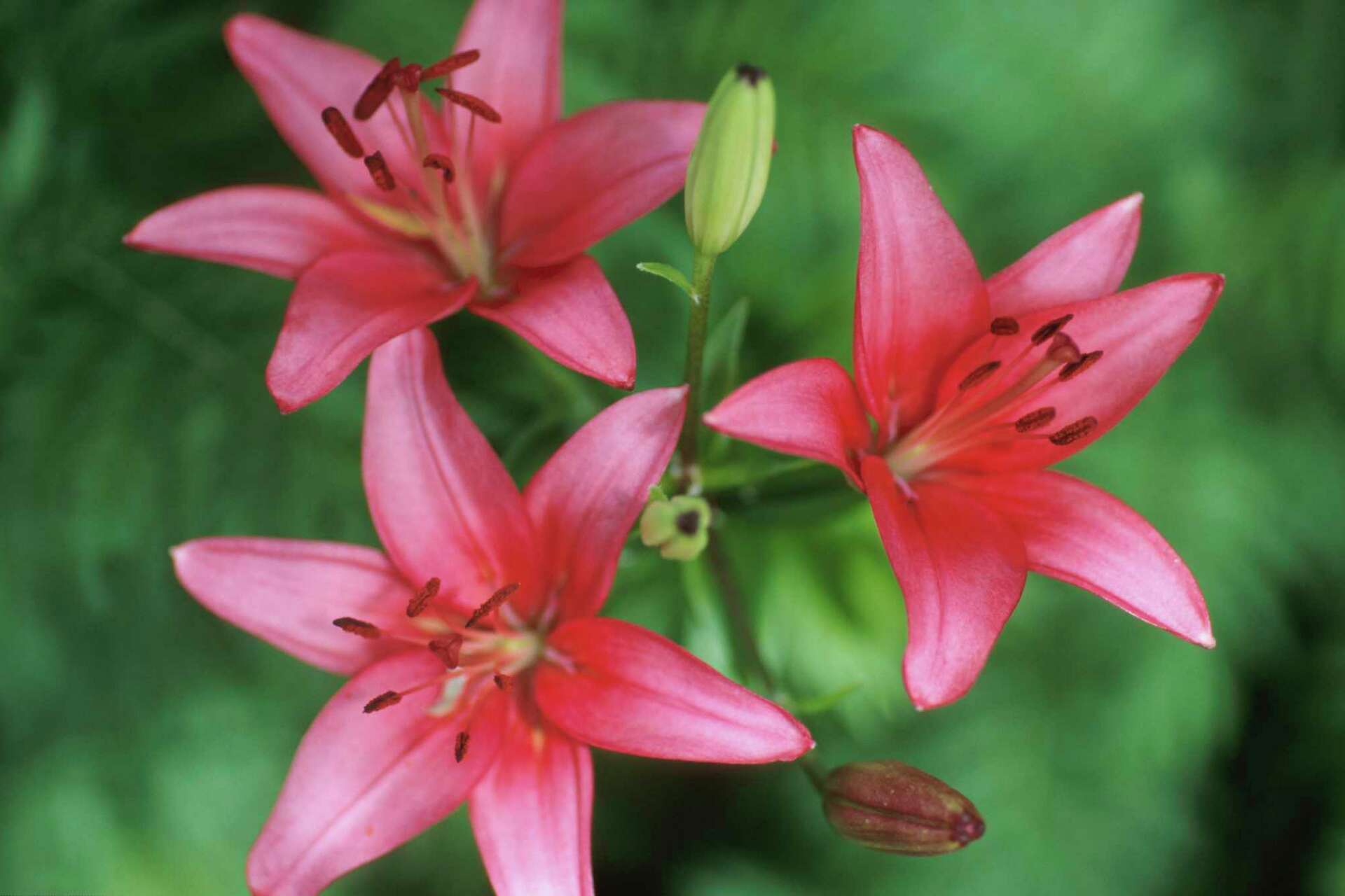 How to Prune Lilies in the Fall