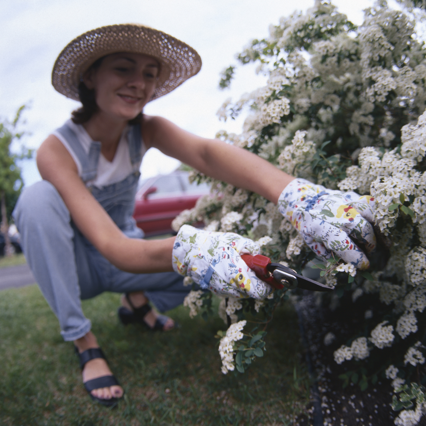 How to Pinch Back a Flower