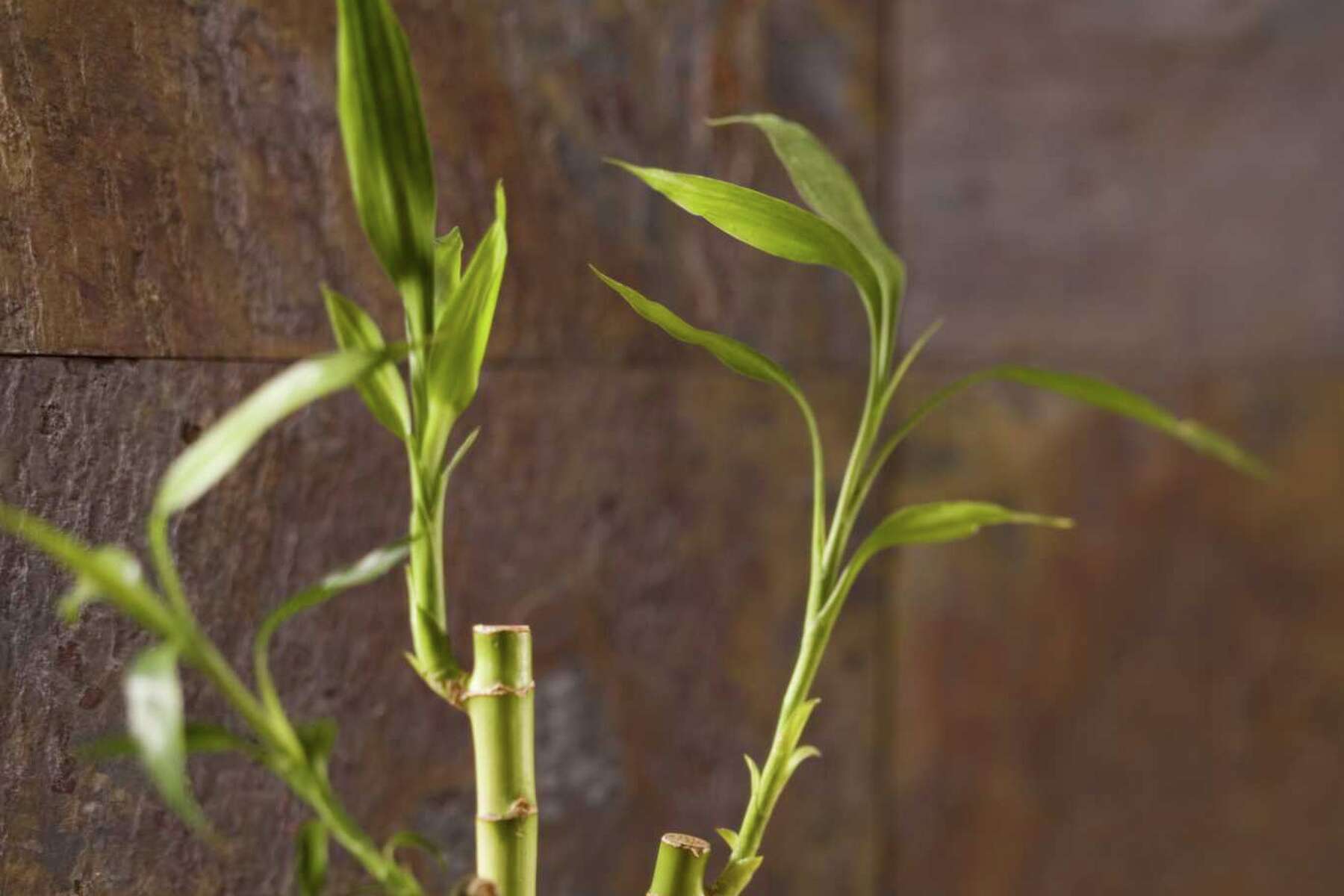 Diy Bamboo Stalk Arrangement