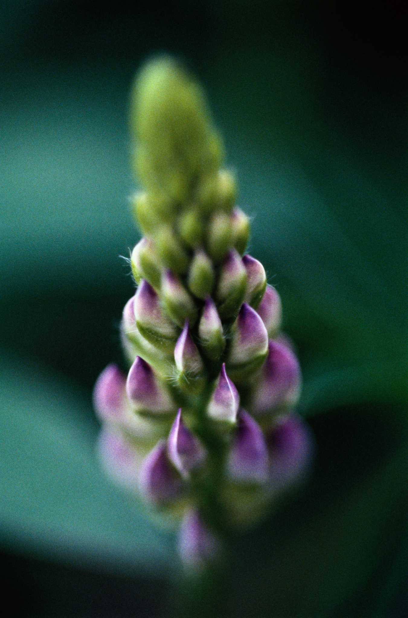 How to Cut Bluebonnets