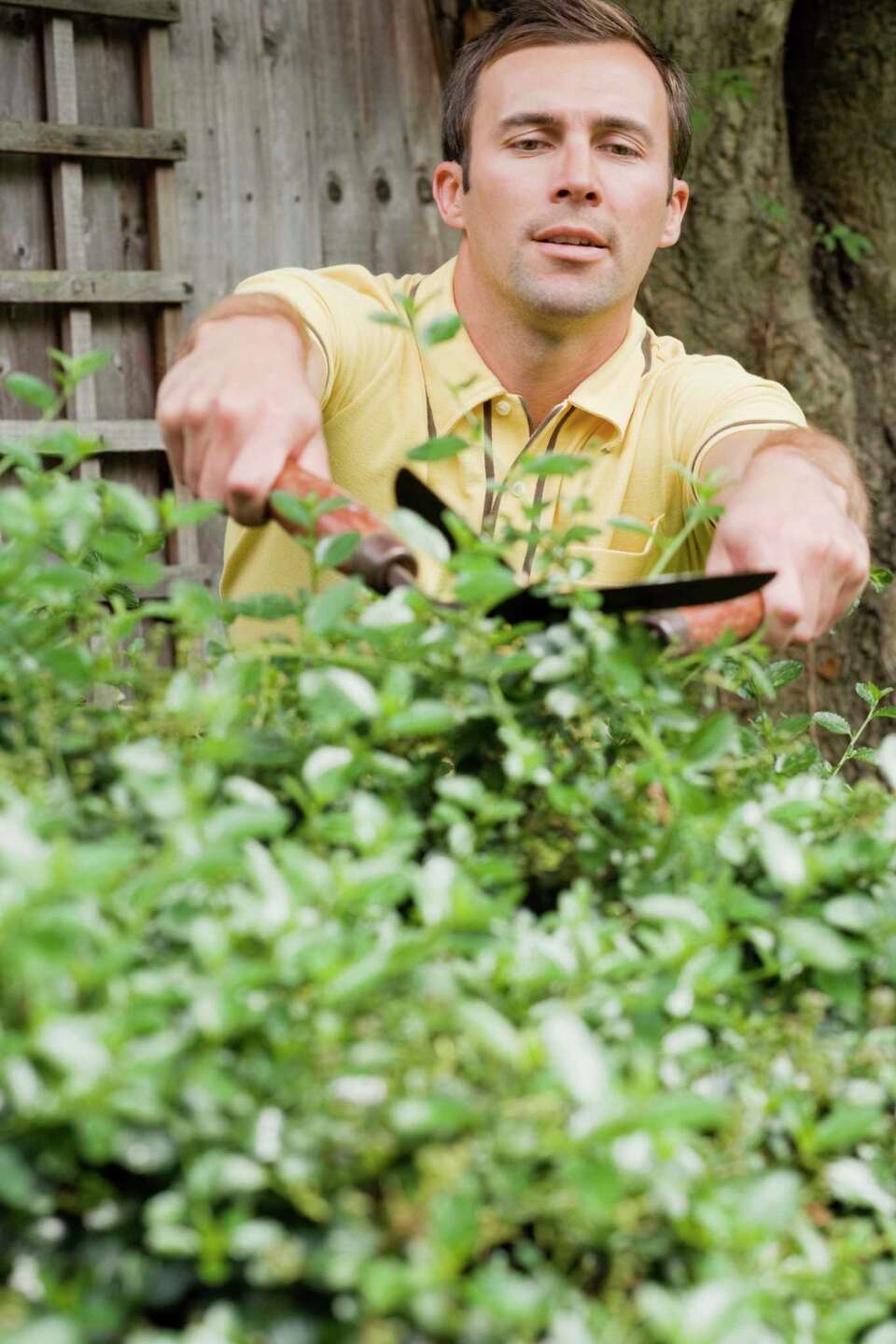 How to Root Elaeagnus