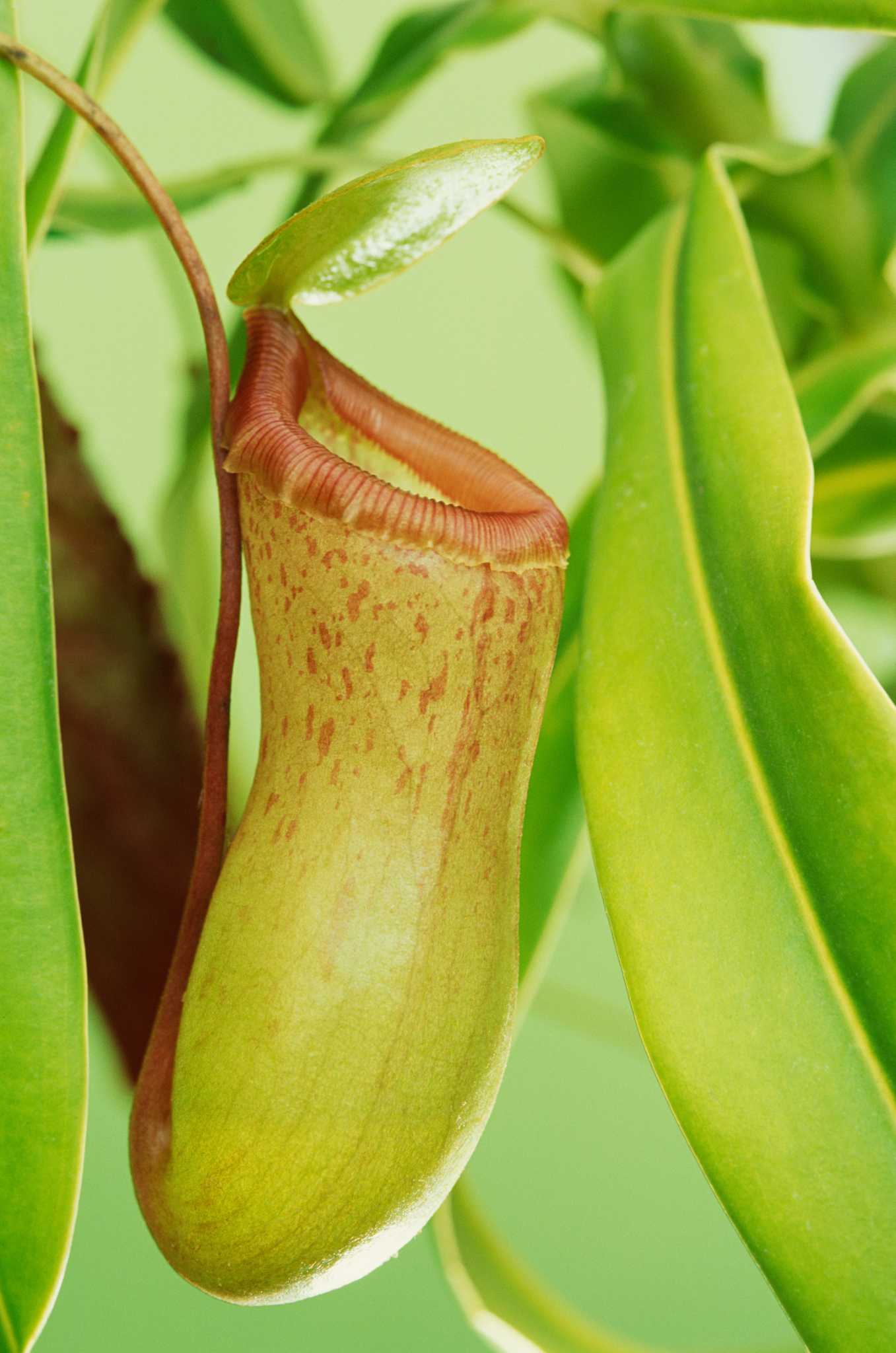 How to Cut the Brown From Pitcher Plants