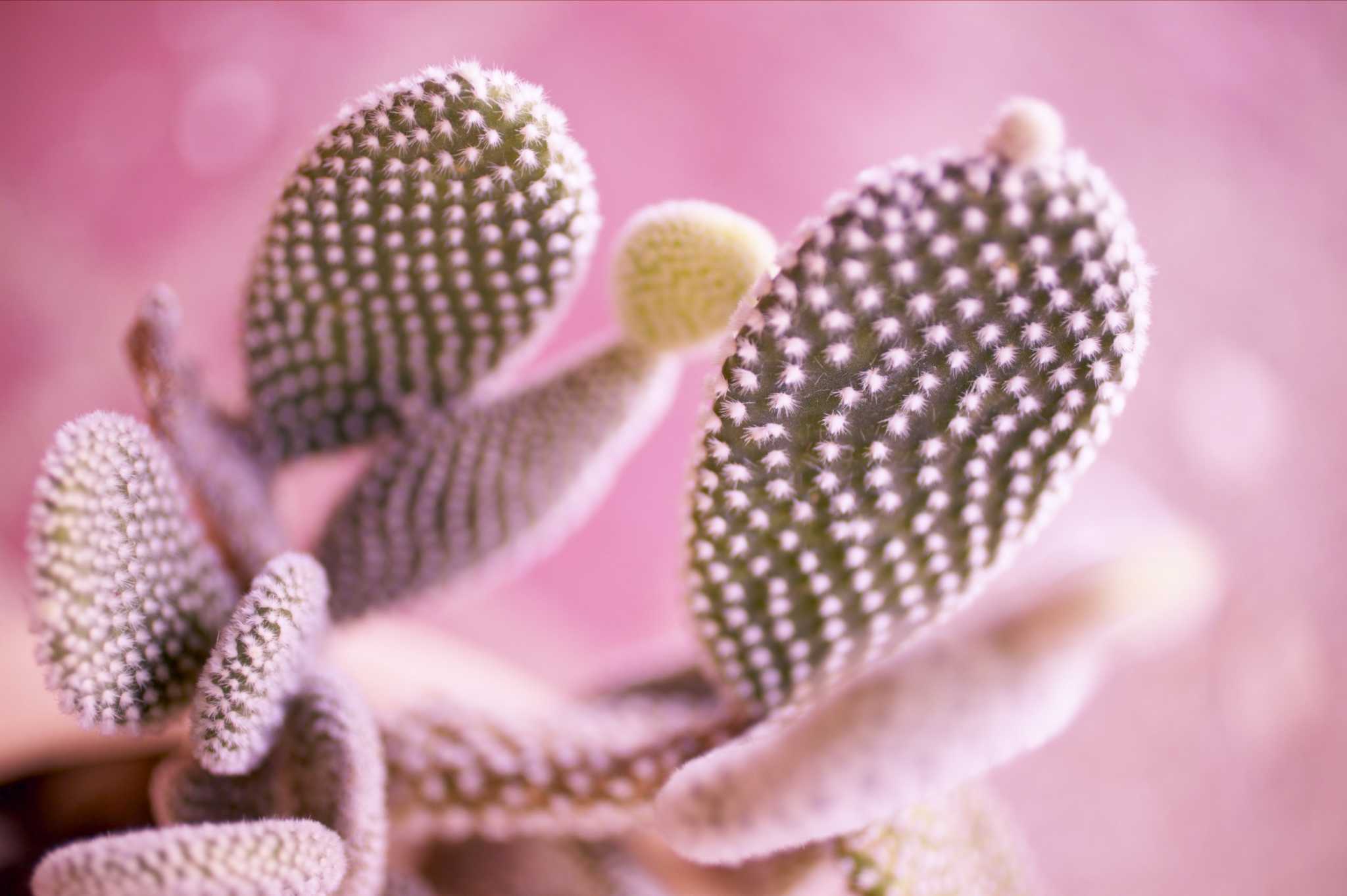 How to Cut Cactus for Growing