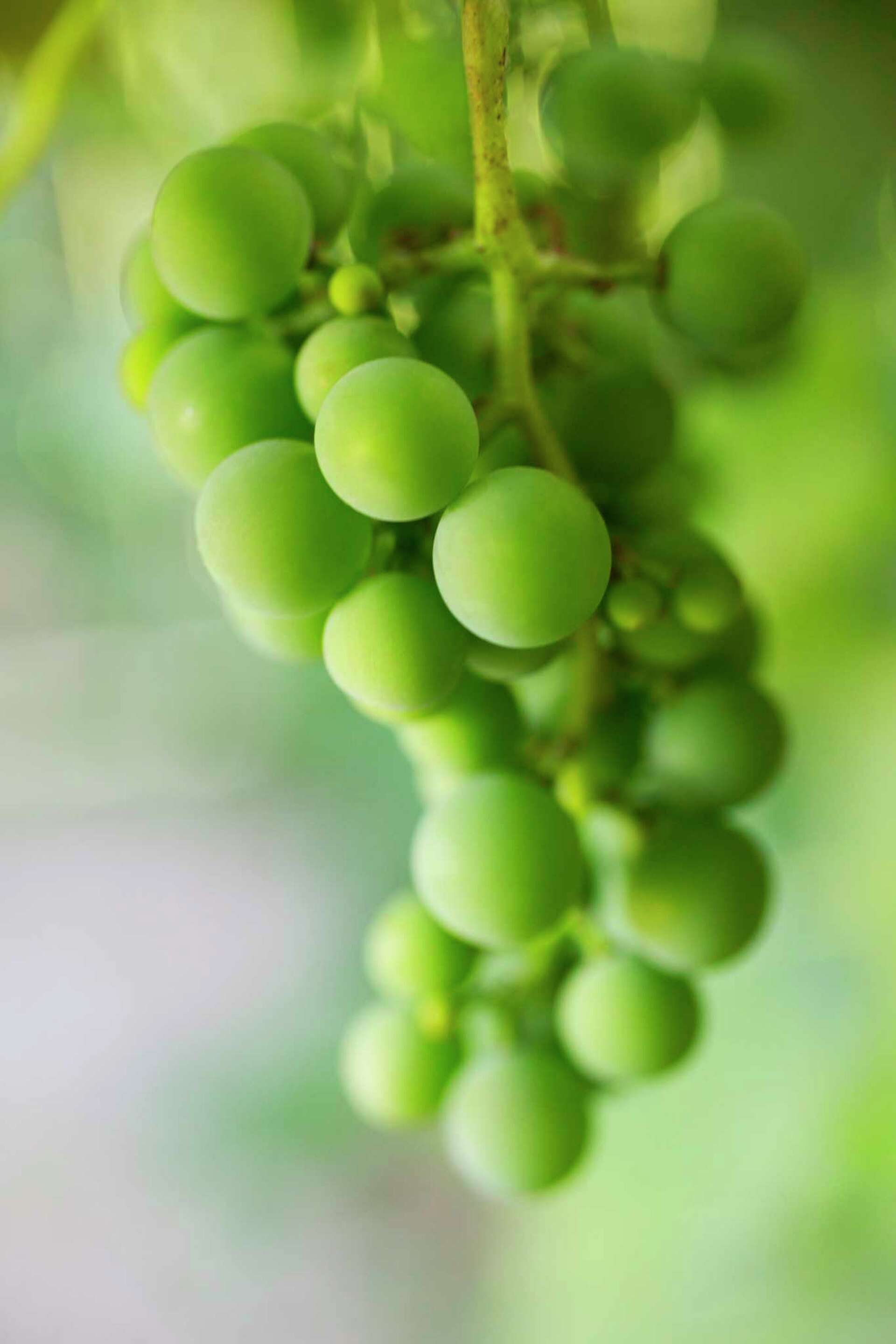 Do Grapes Get Less Sour as They Ripen?