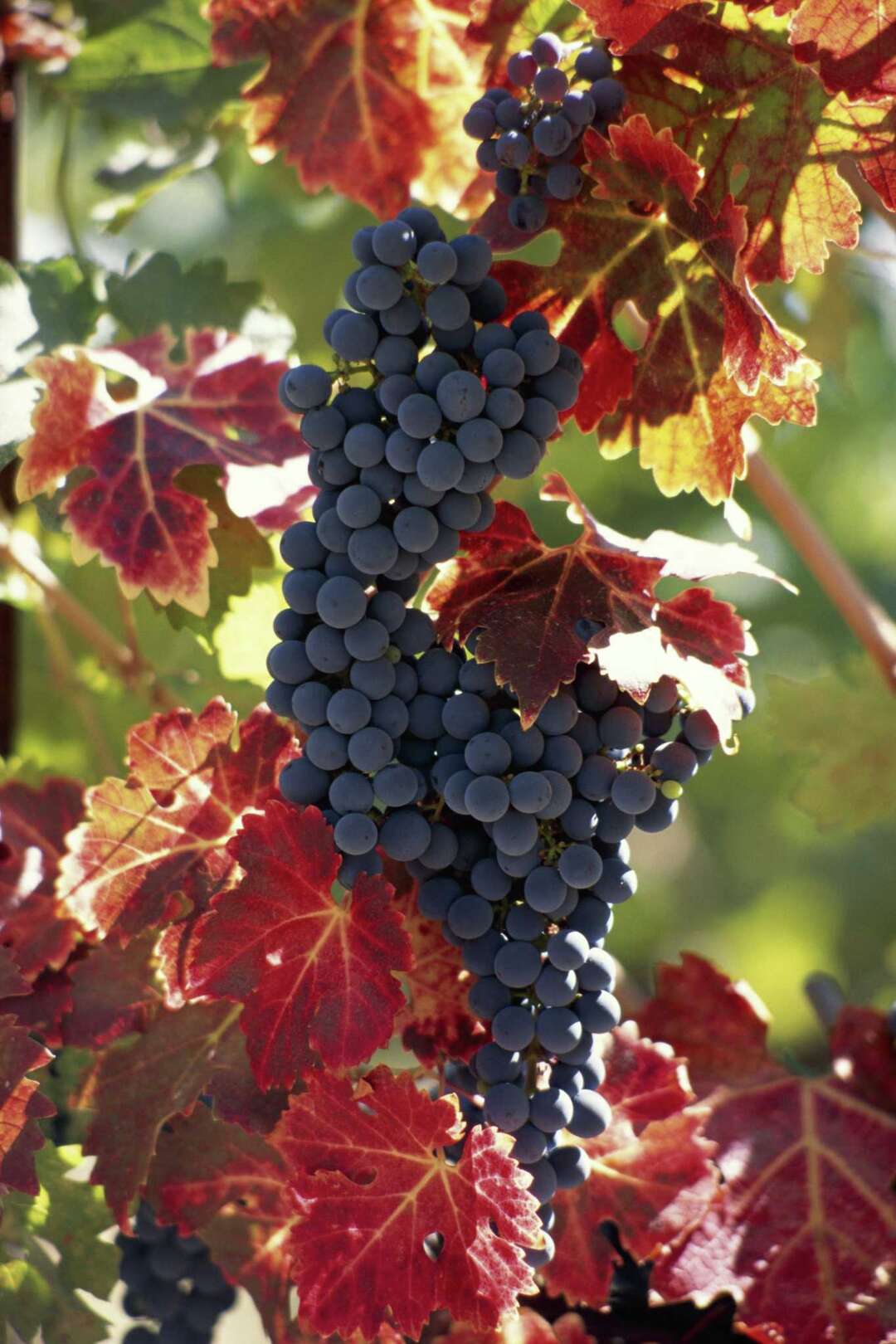 How to Cut Grapevines to the Trunk for Regrowth