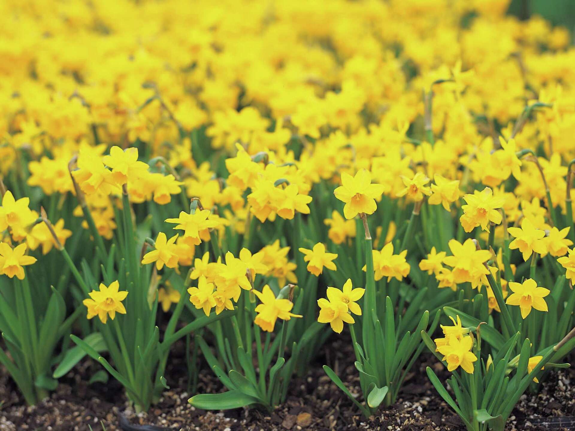 How to Propagate a Daffodil Flower