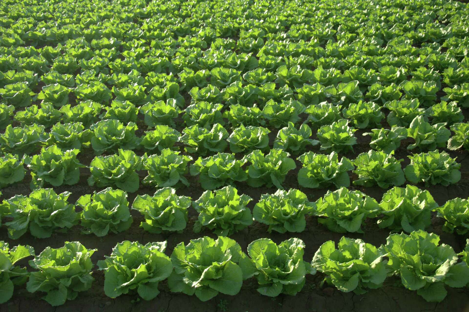 How to Cut Lettuce So It Keeps Growing