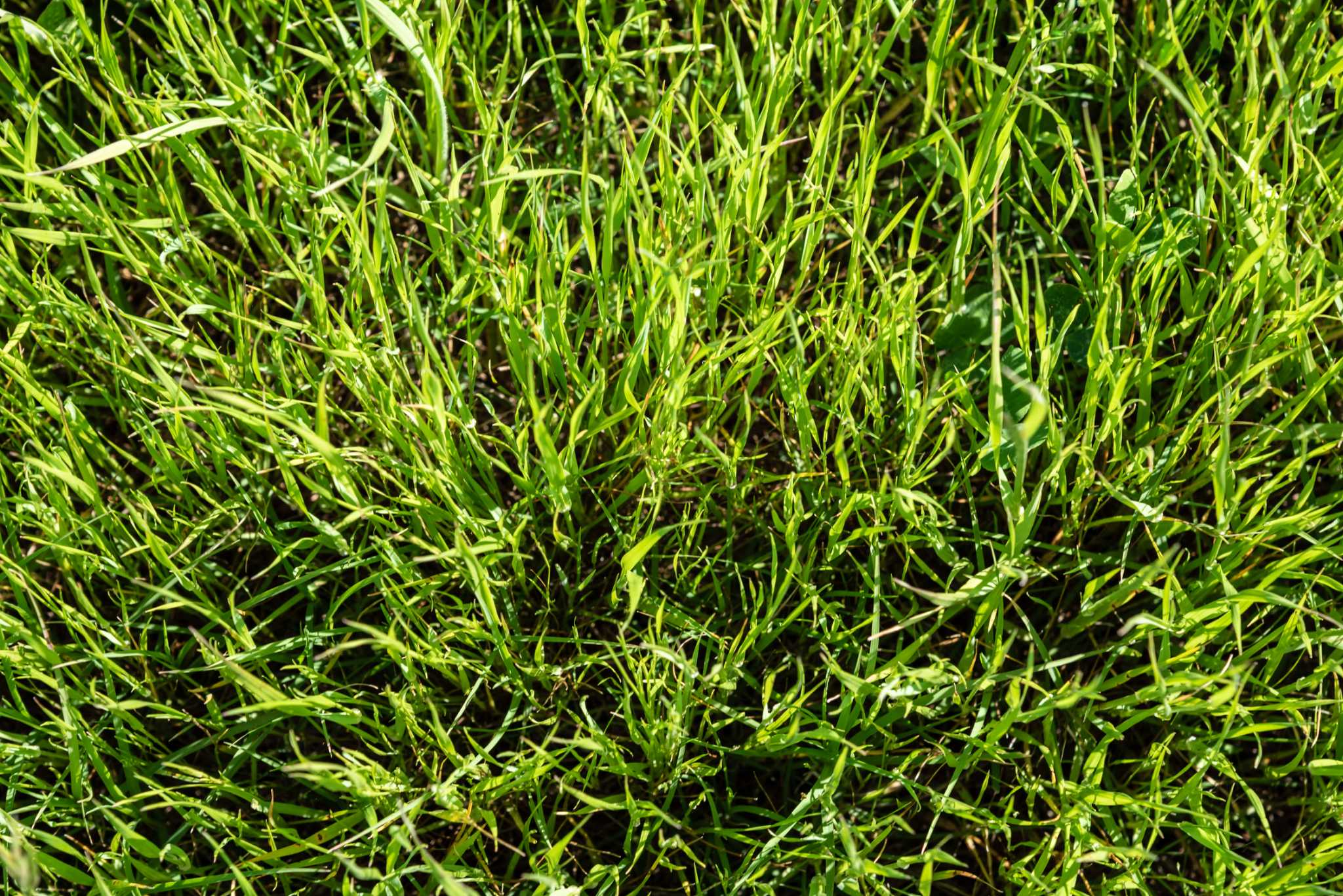 How to Cut Overgrown Lawns