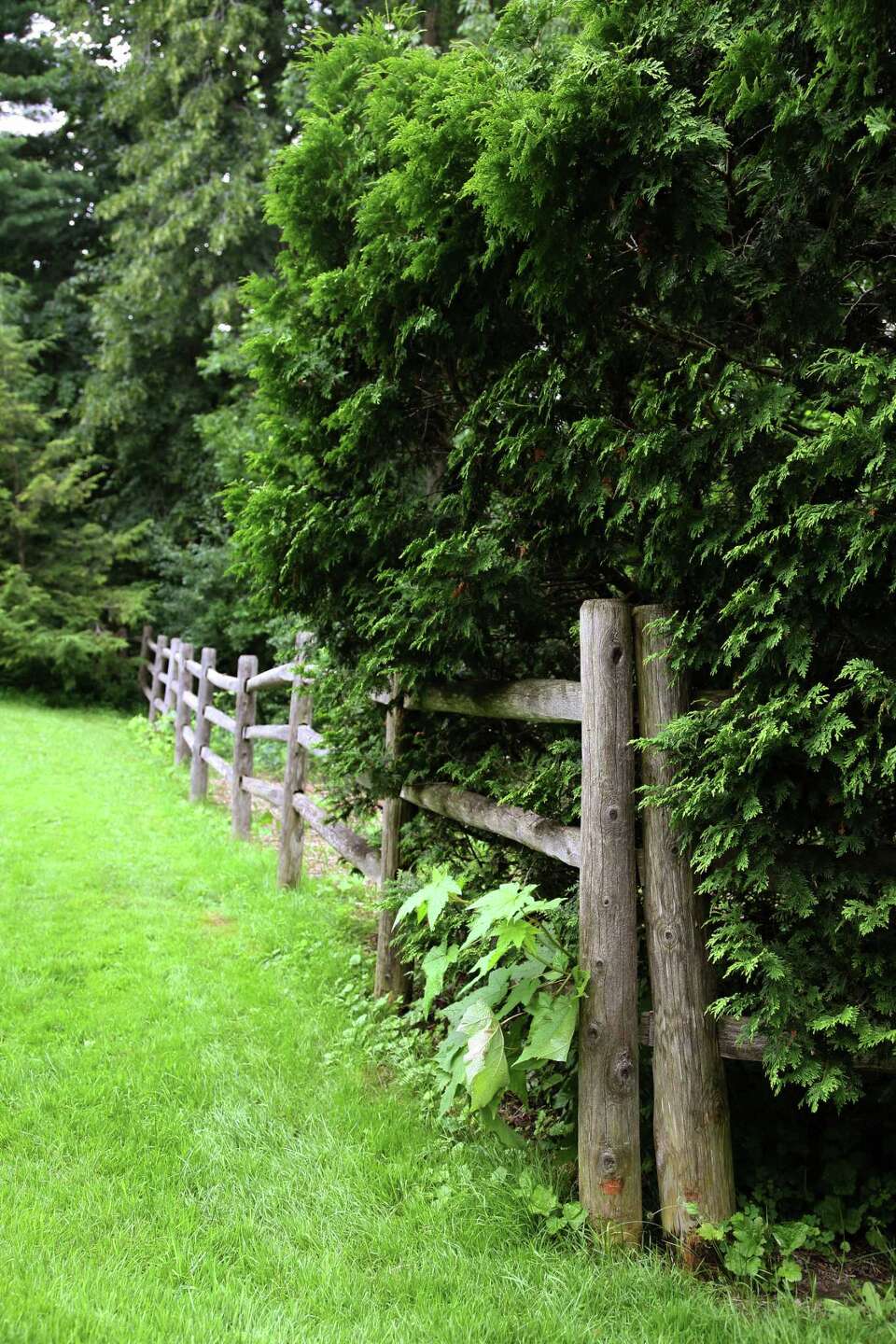 How to Cut Overgrown Trees From Your Neighbor's Yard in Your Yard