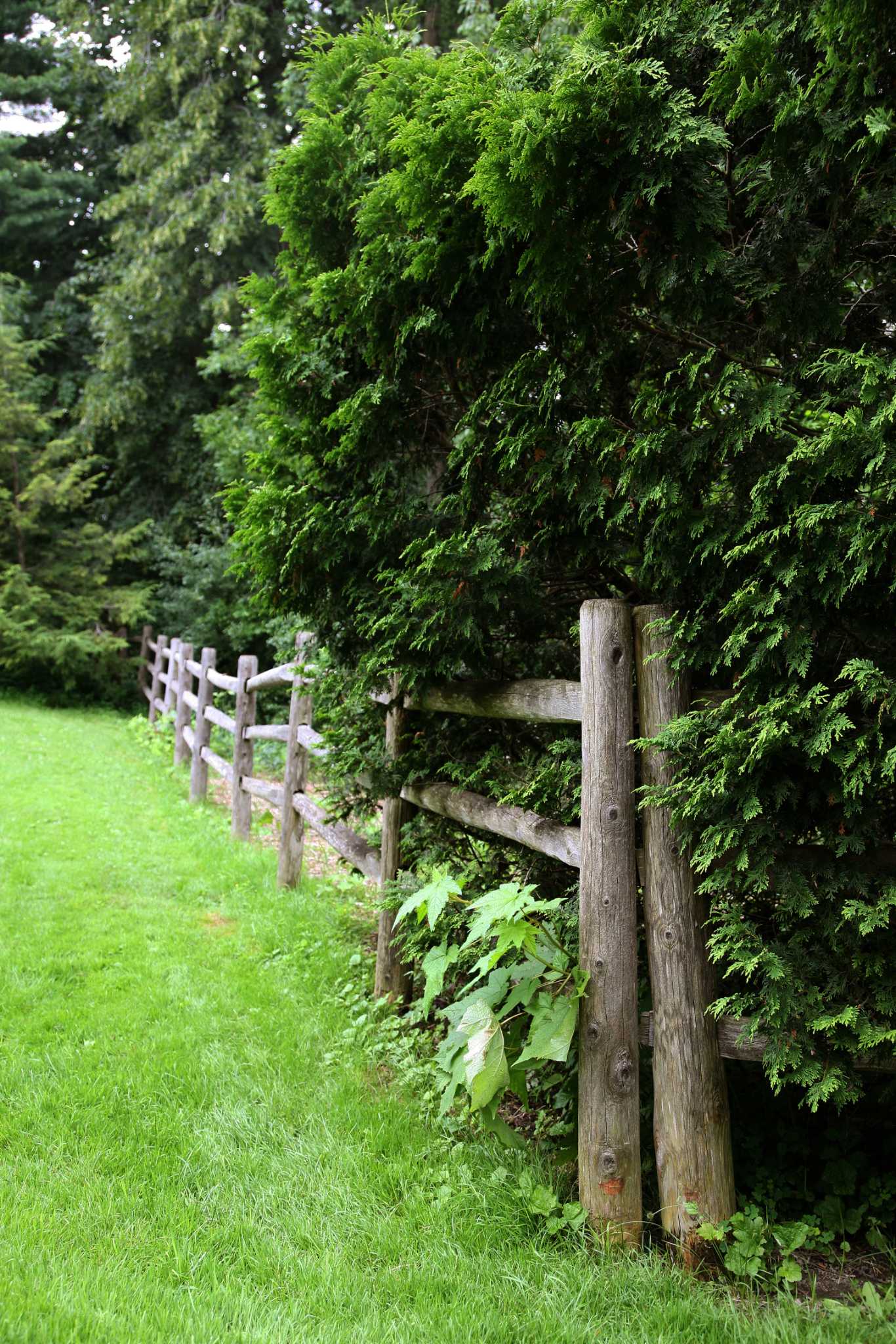 How to Cut Overgrown Trees From Your Neighbor's Yard in Your Yard