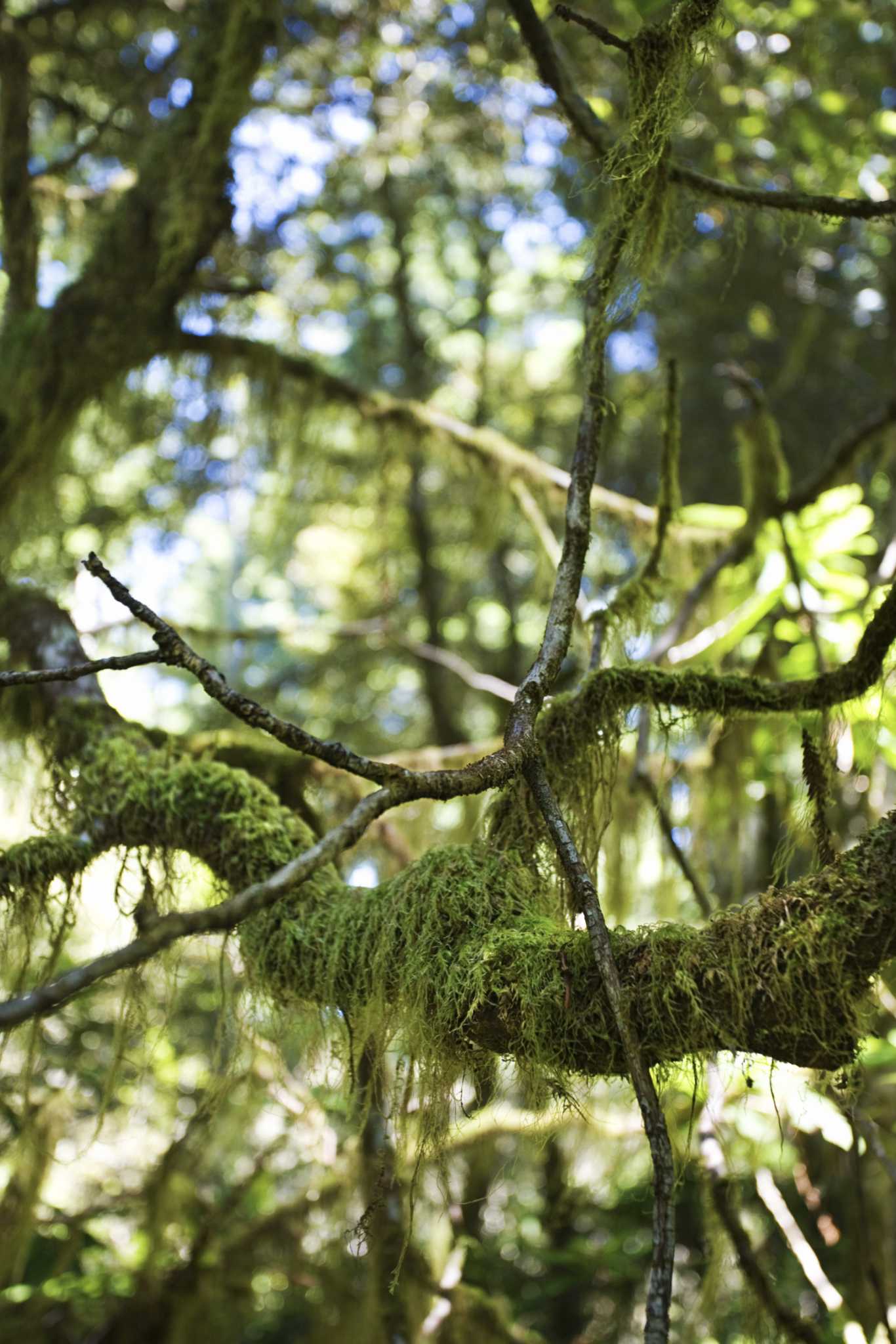 How to Cut Roots With a Stump Grinder