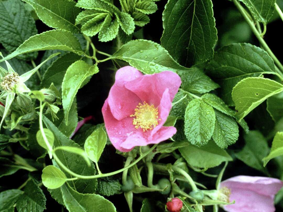 How to Cut Rosa Rugosa to the Ground