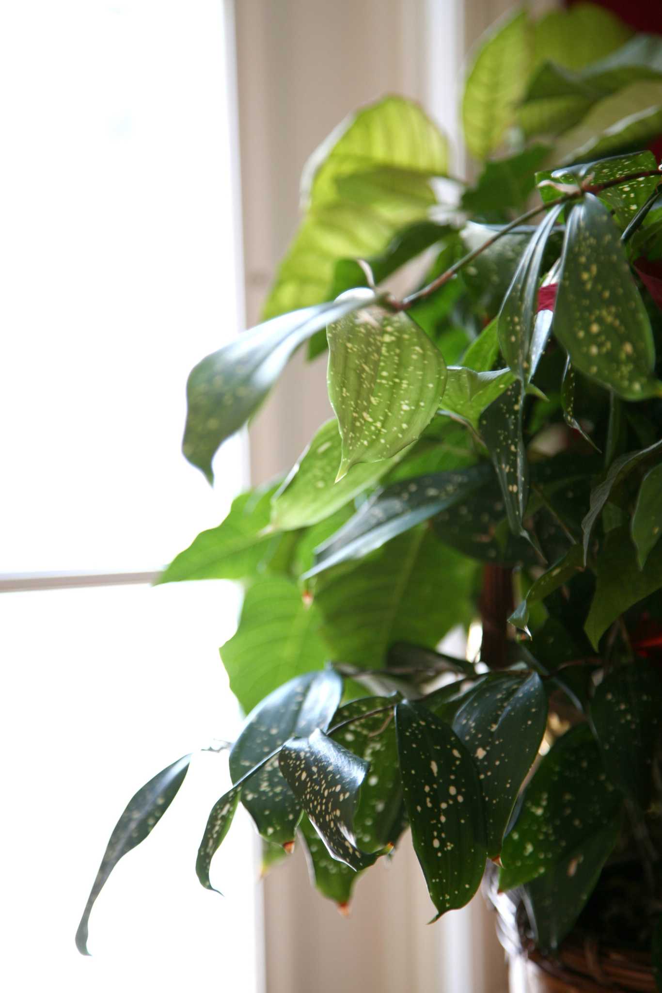 How to Transplant Houseplants