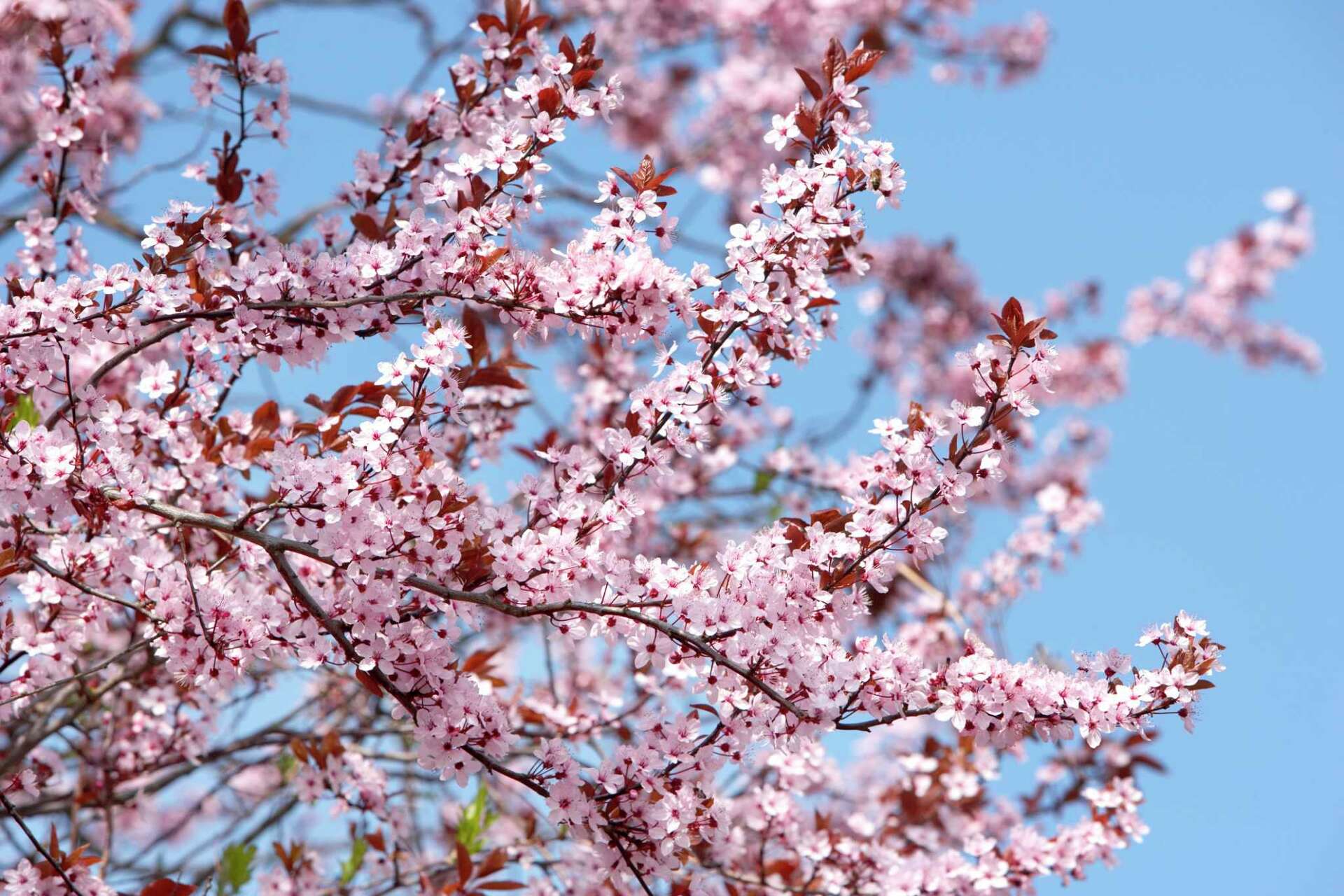 Insect Pests of Sweet Cherry Trees