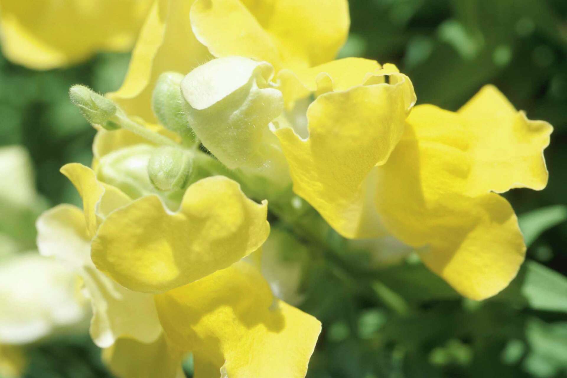 How to Thin & Transplant Snapdragons From Seeds