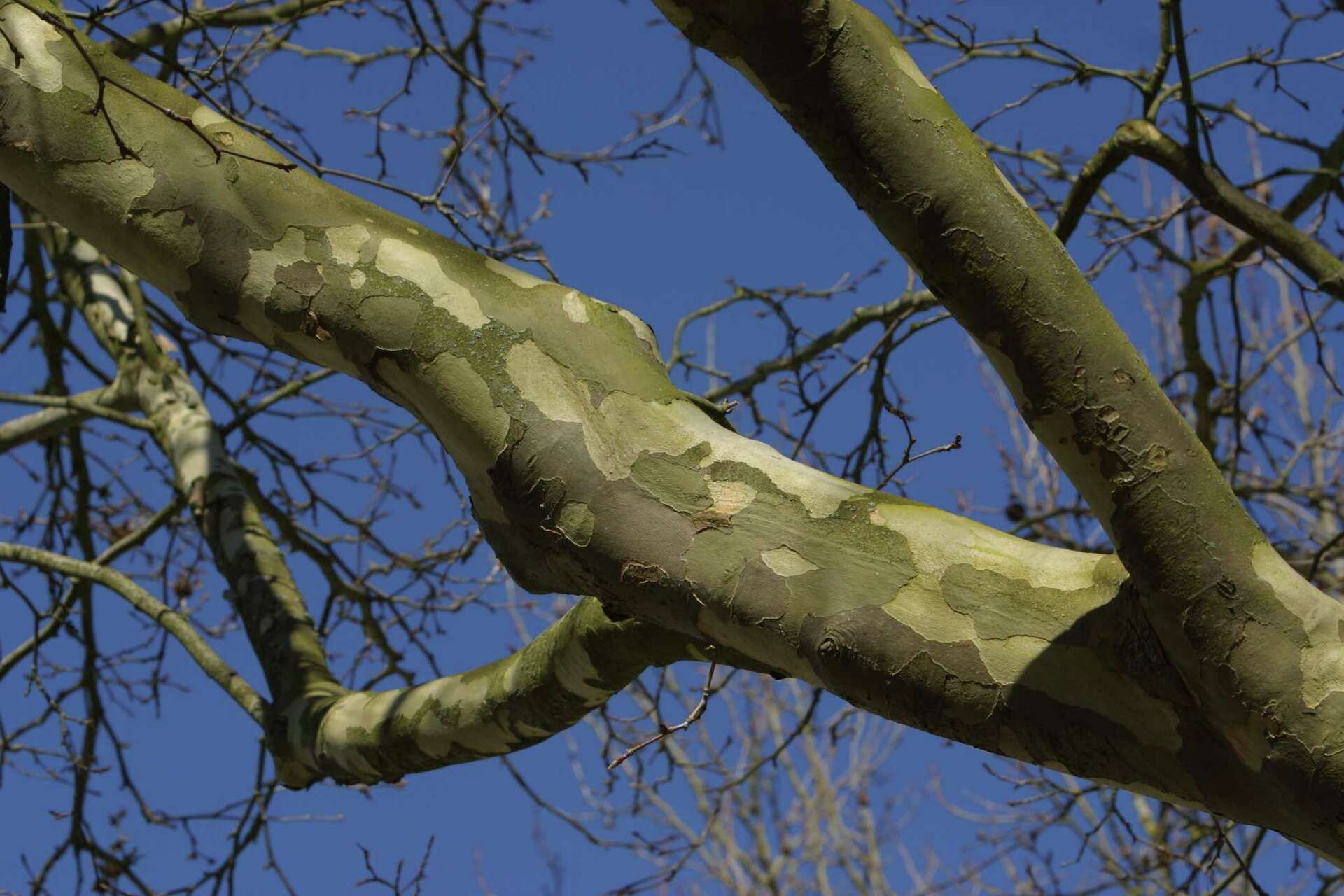 The Temperature Tolerance of the American Sycamore