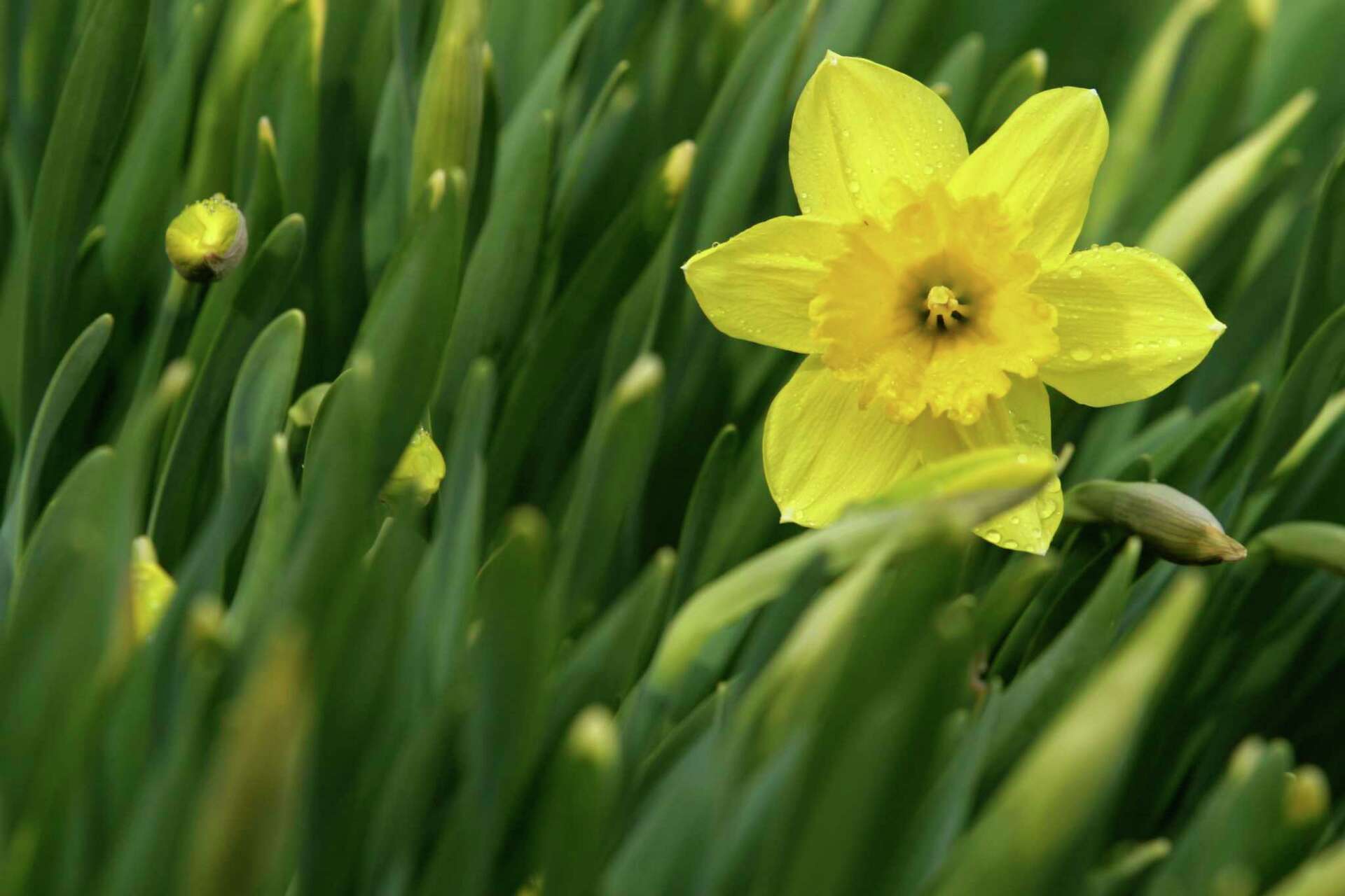 The Difference Between a Daffodil & a Jonquil