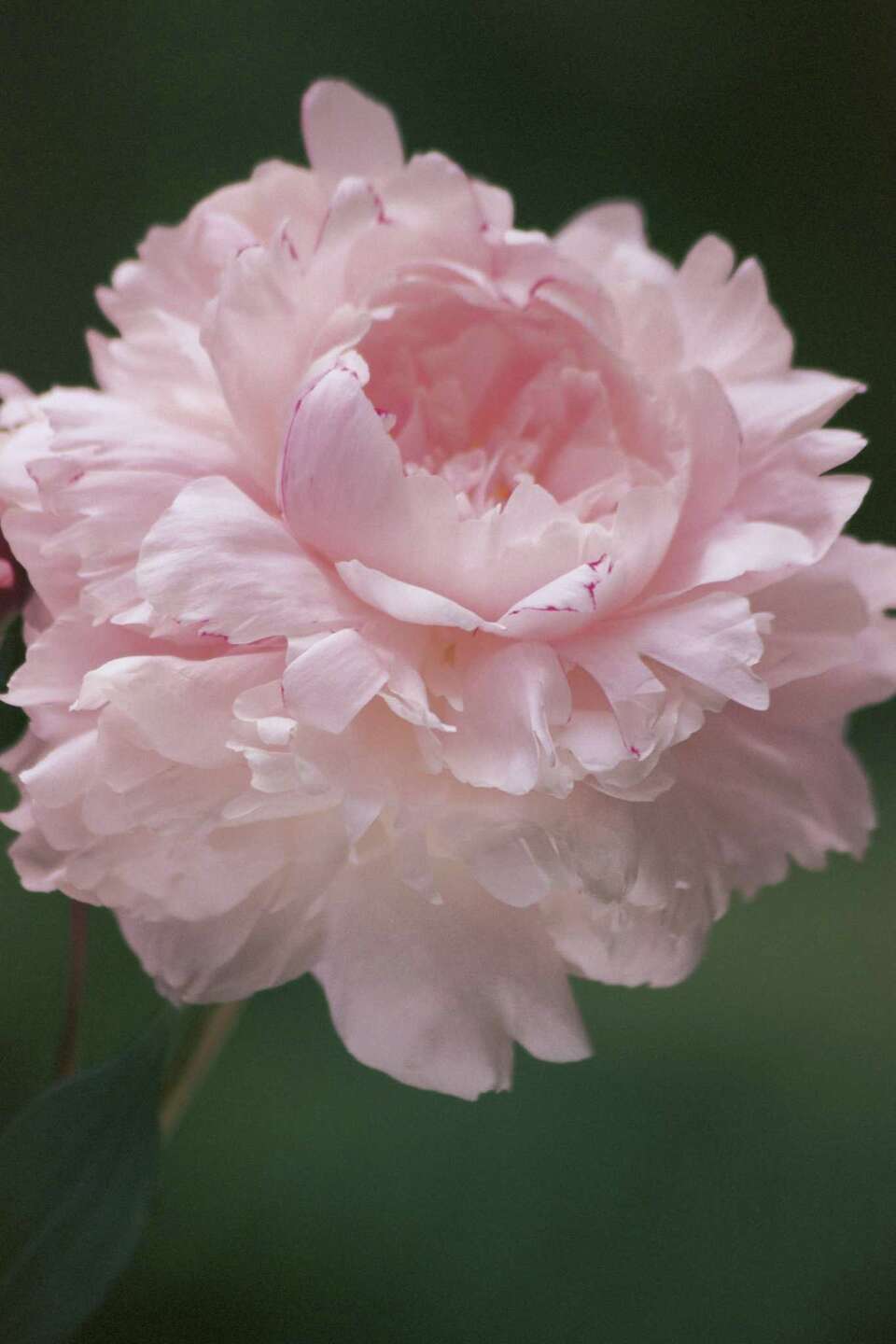 How to Water Peonies