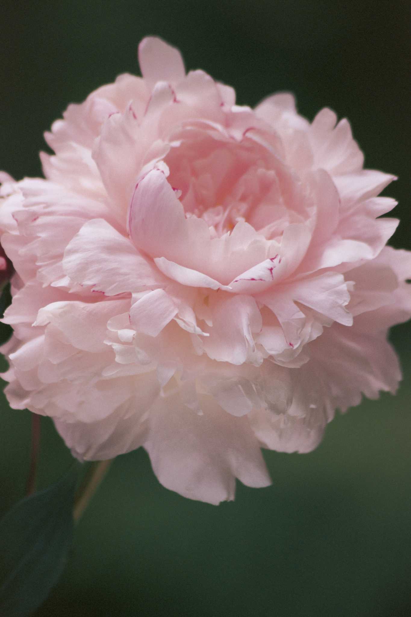 The Best Environment for Peonies