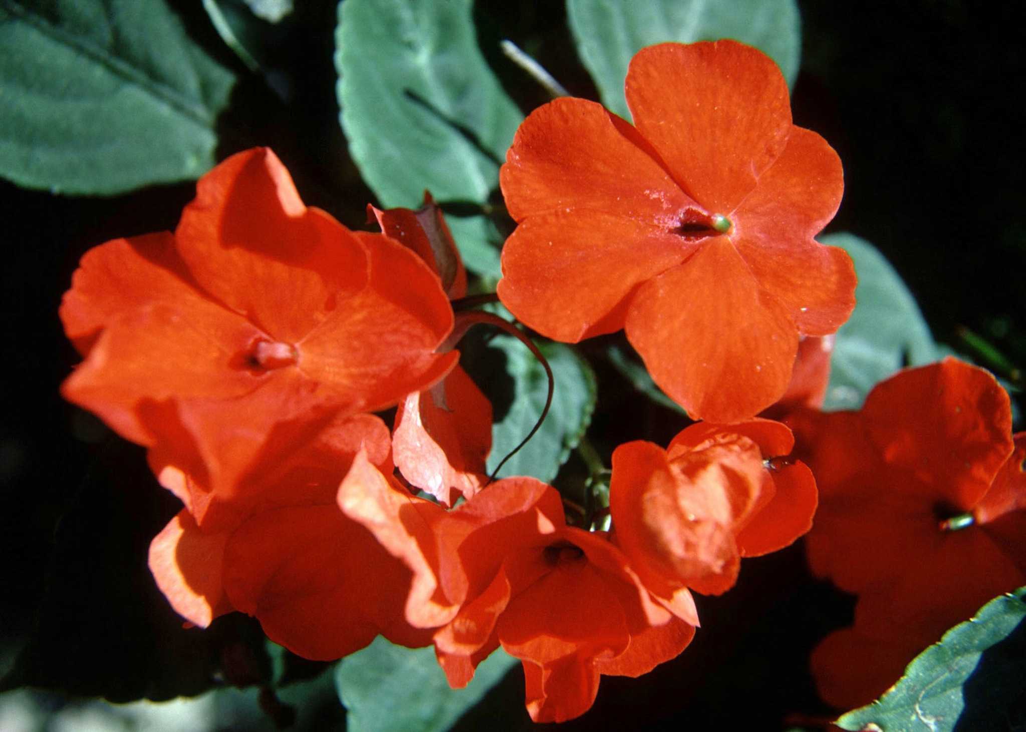 Proper Depth for Planting Impatiens