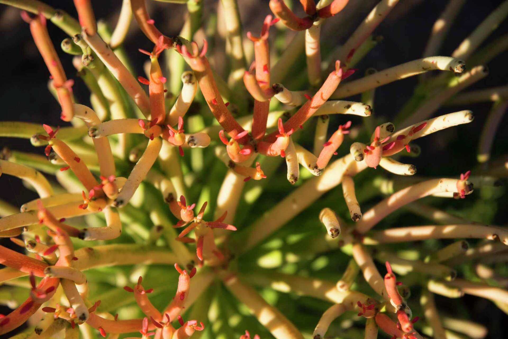 Cutting the Stem for Planting a Firestick Cactus