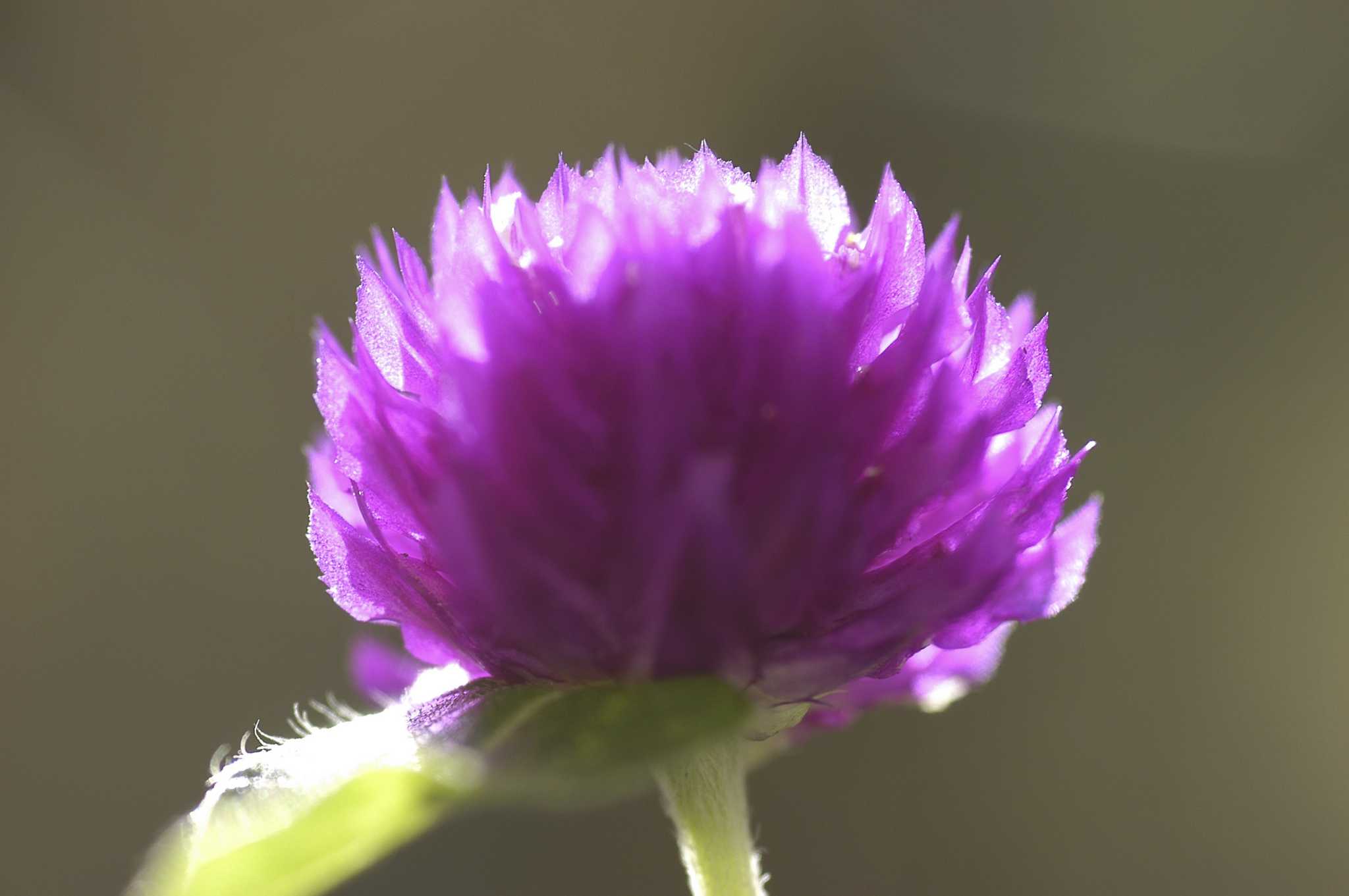 How to Take a Cutting From a Thistle
