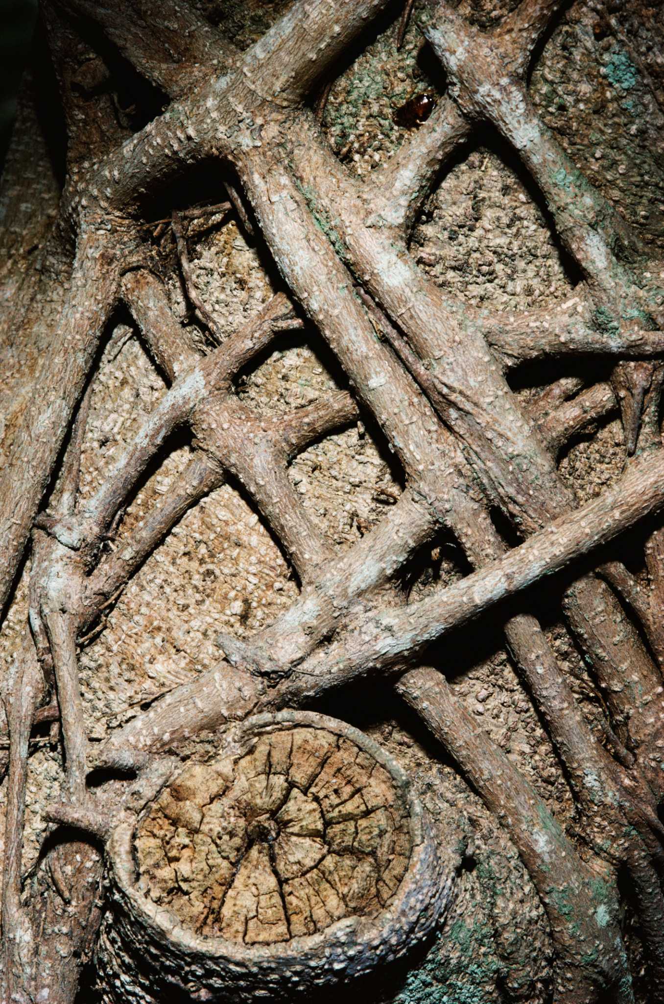 How to Cut Tree Roots in Lawns