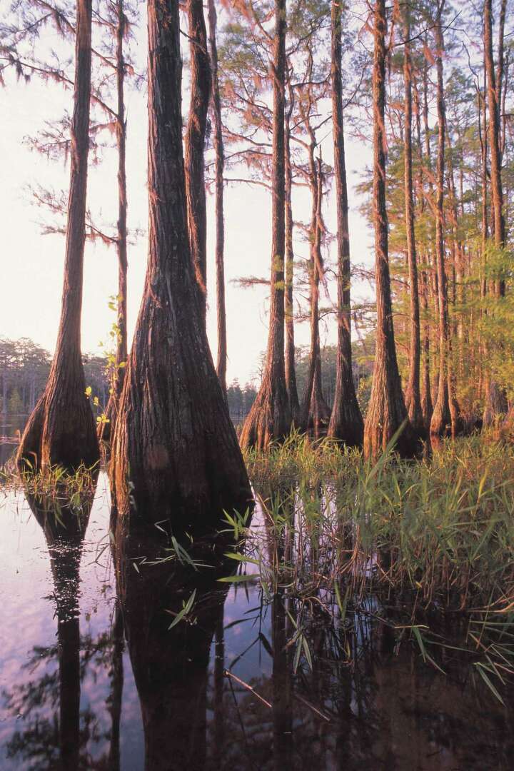 What Is Cypress Sap?