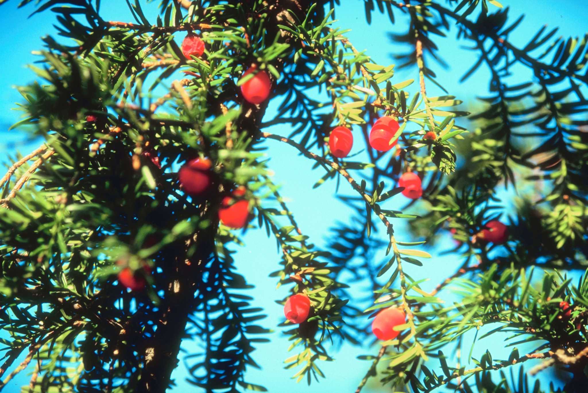 Cypress vs. Juniper Cypress vs. Juniper
