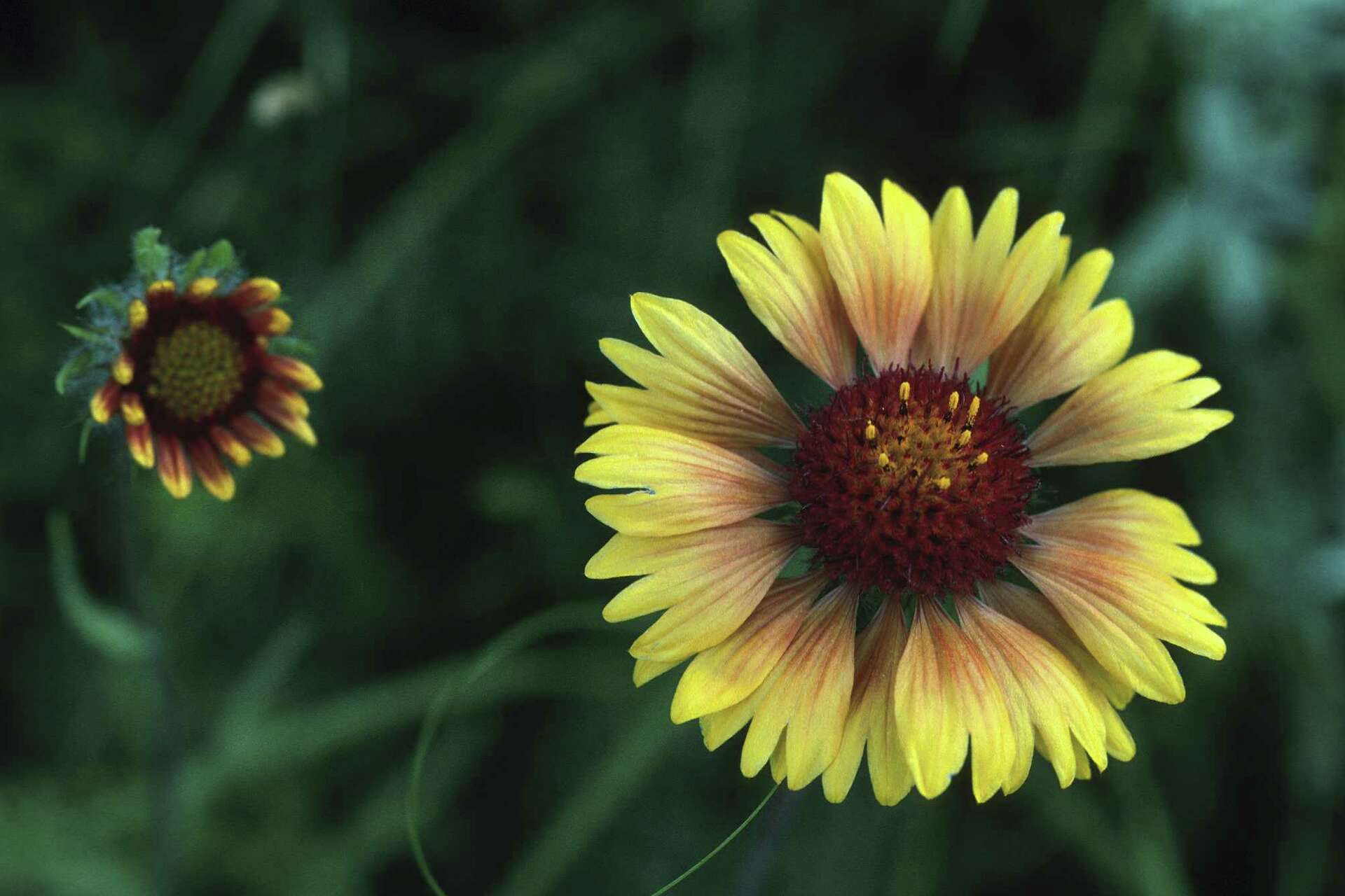 How to Harvest a Blanket Flower Seed