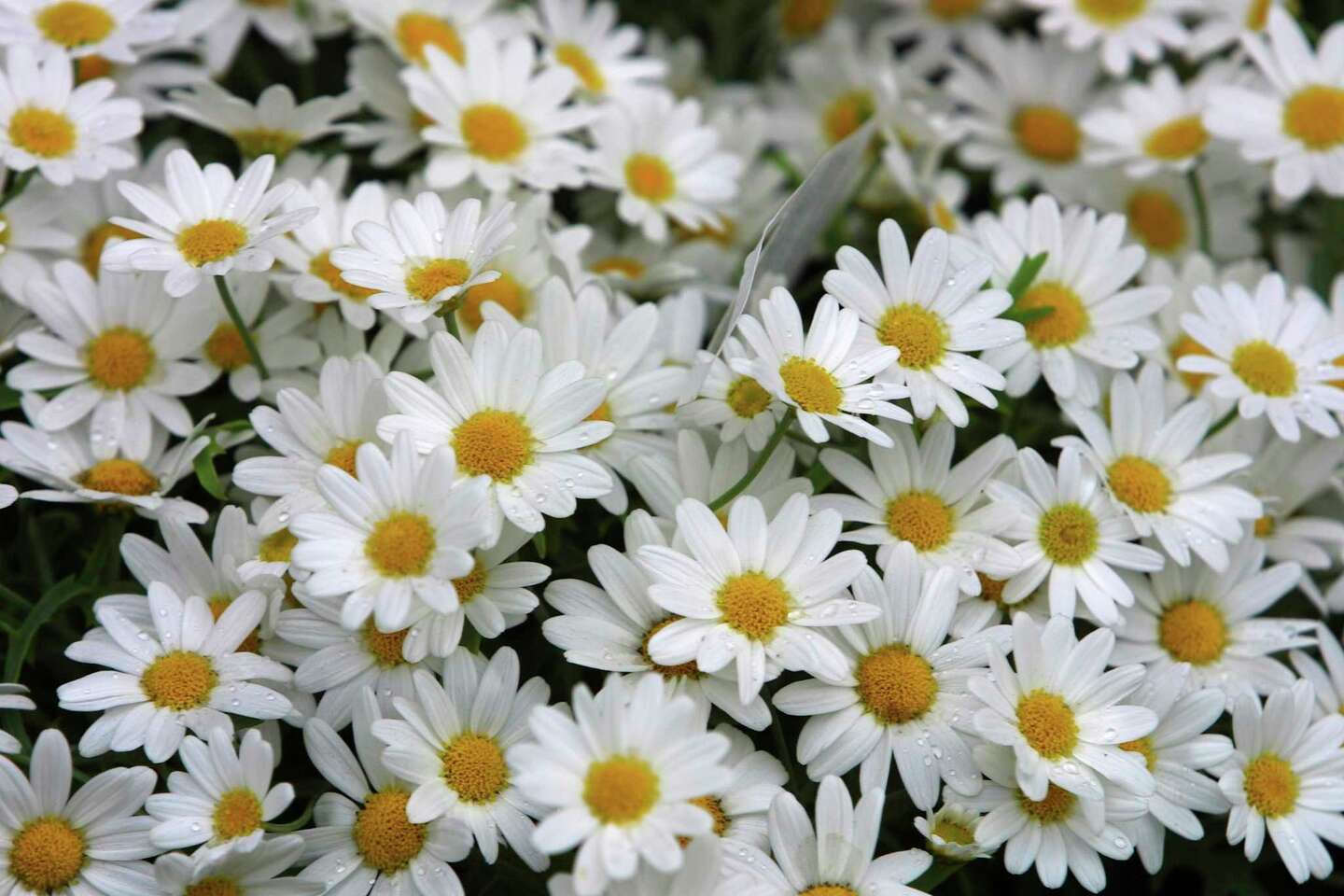 The Best Daisy Varieties for Cutting