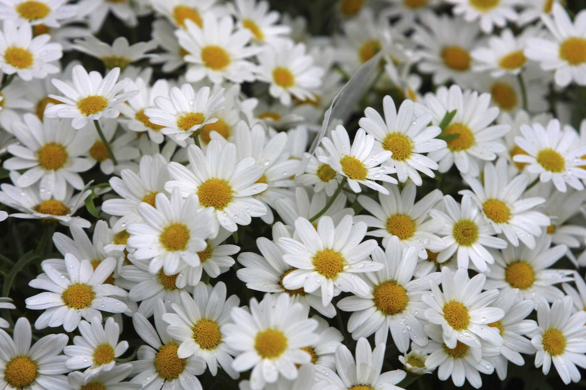 The Best Daisy Varieties for Cutting